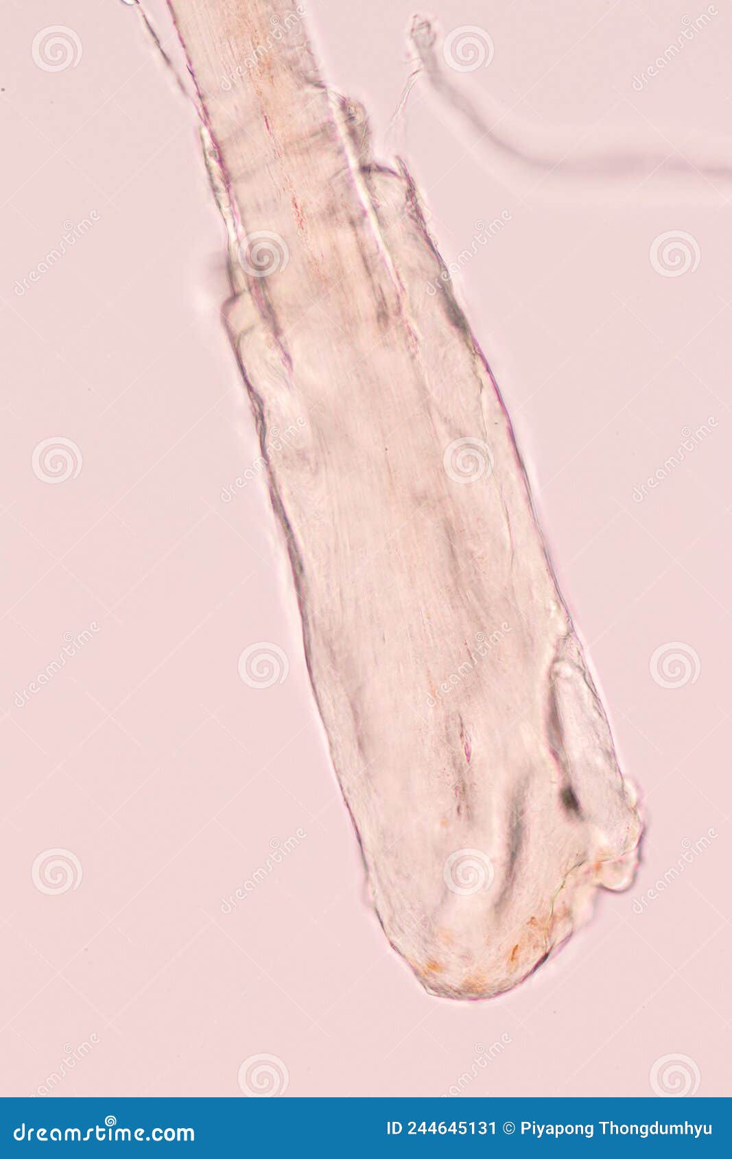 Hair Cell of Human Under Microscope View. Stock Image - Image of care ...