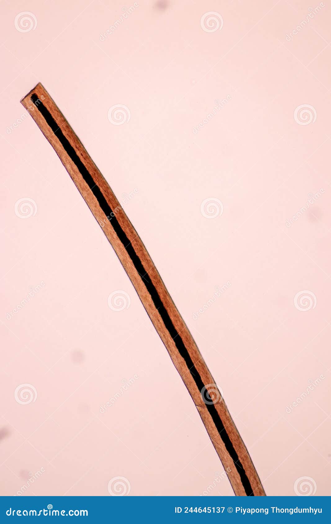 Hair Cell of Human Under Microscope View. Stock Image - Image of ...