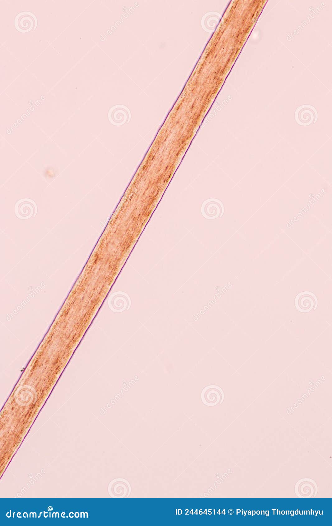 Hair Cell of Human Under Microscope View. Stock Photo - Image of ...