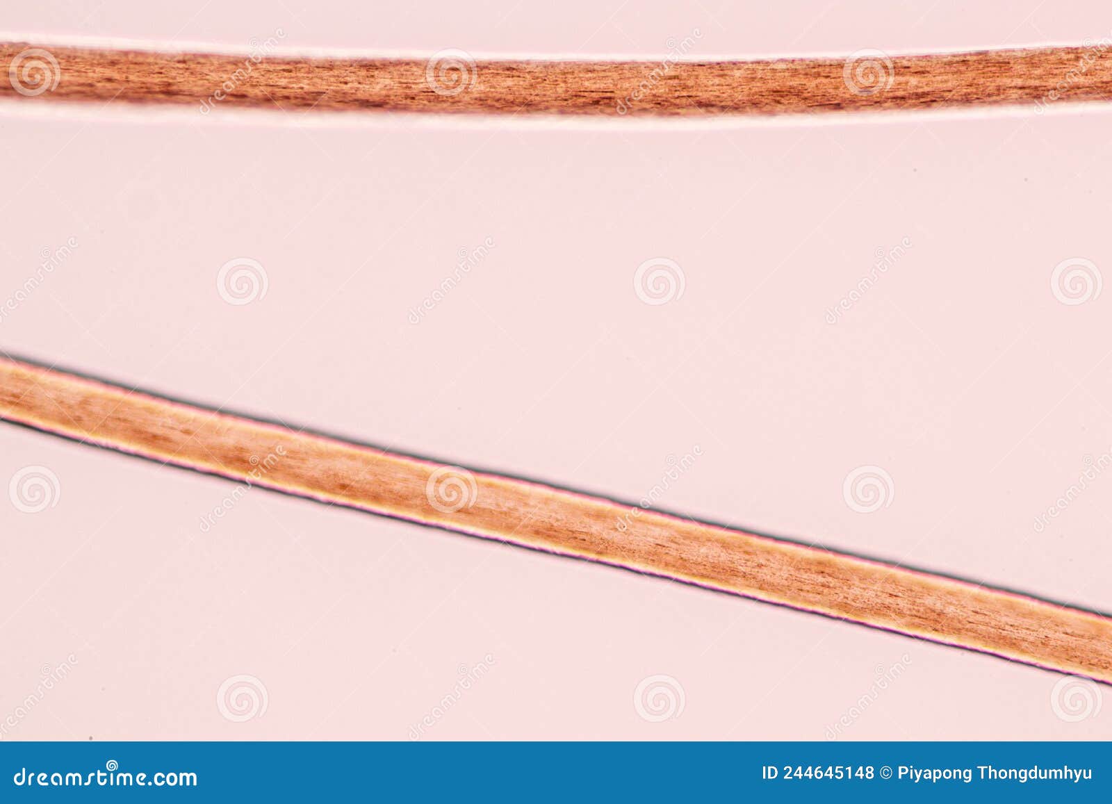 Hair Cell of Human Under Microscope View. Stock Photo - Image of ...