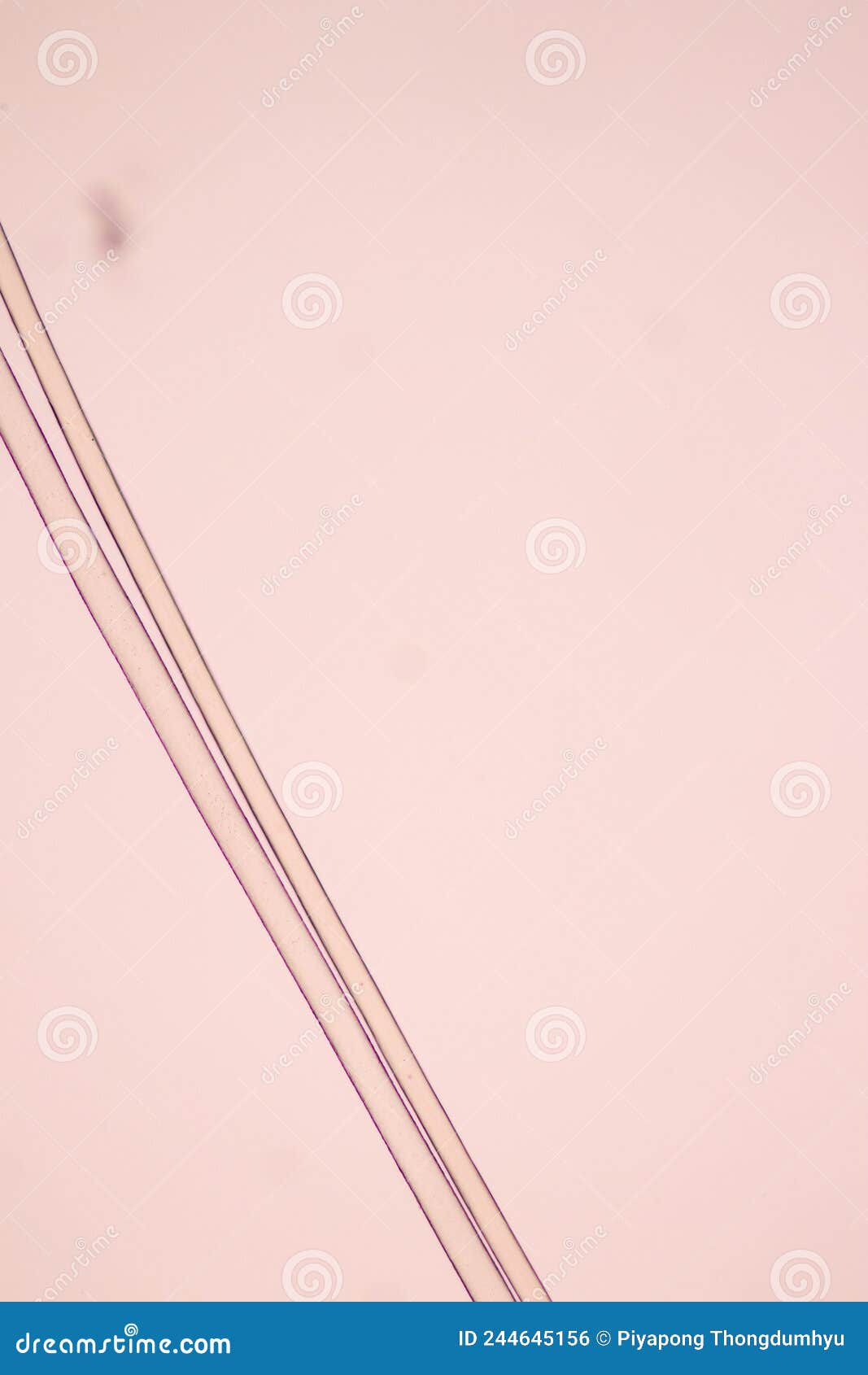 Hair Cell of Human Under Microscope View. Stock Photo - Image of cells ...