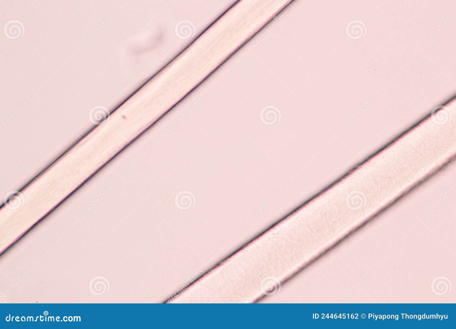 Hair Cell of Human Under Microscope View. Stock Photo - Image of cells ...