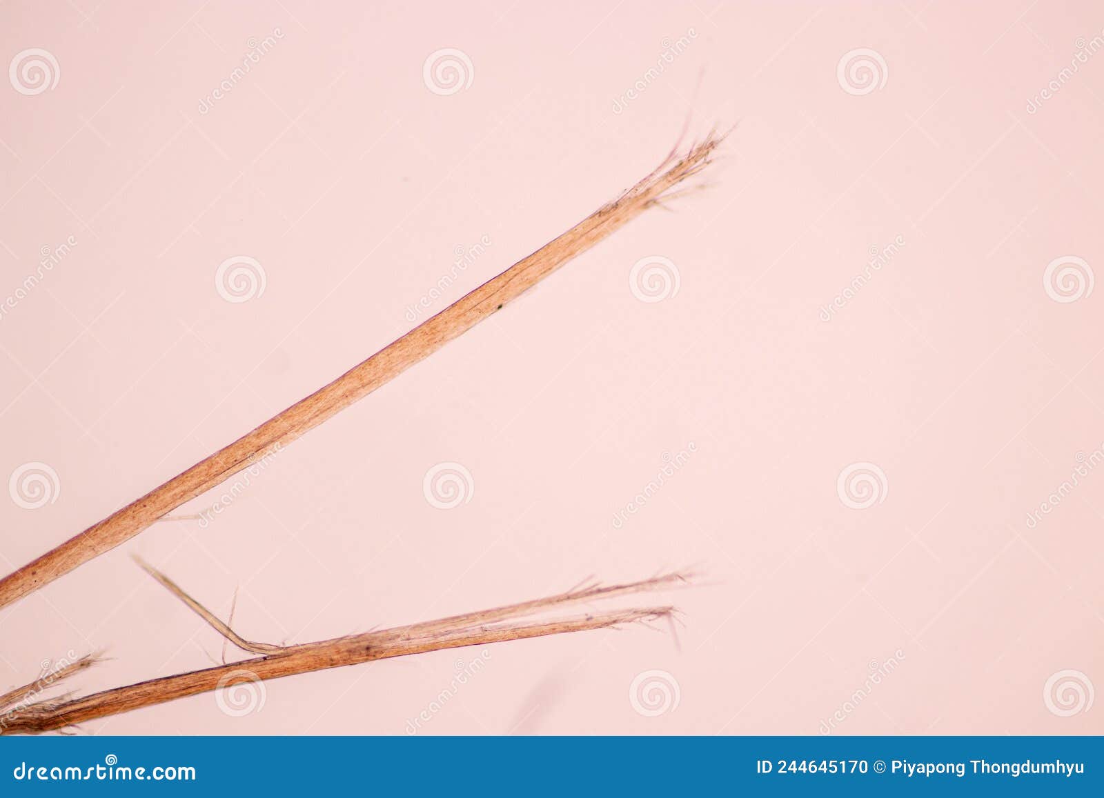 Hair Cell of Human Under Microscope View. Stock Photo - Image of ...