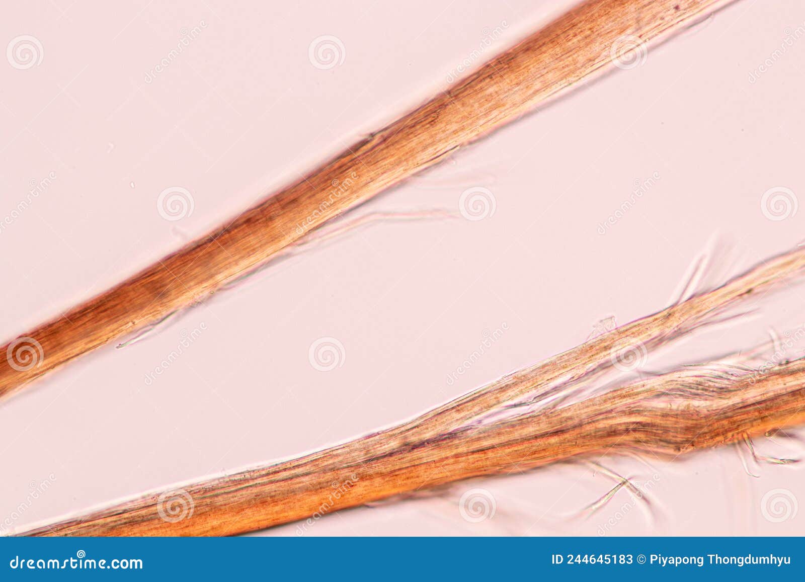 Hair Cell of Human Under Microscope View. Stock Image - Image of ...
