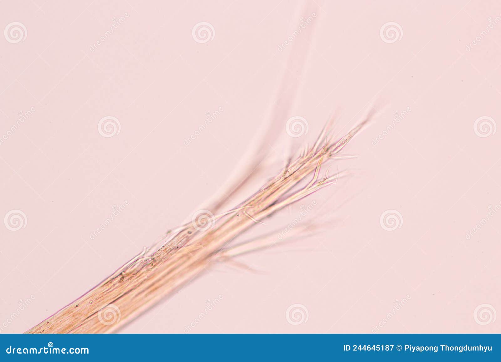 Hair Cell of Human Under Microscope View. Stock Image - Image of ...