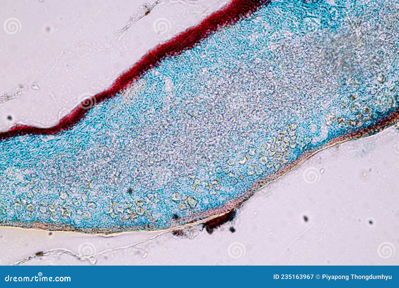Lichen, Hyphae And Symbiotic Algae Under The Microscope For Education ...