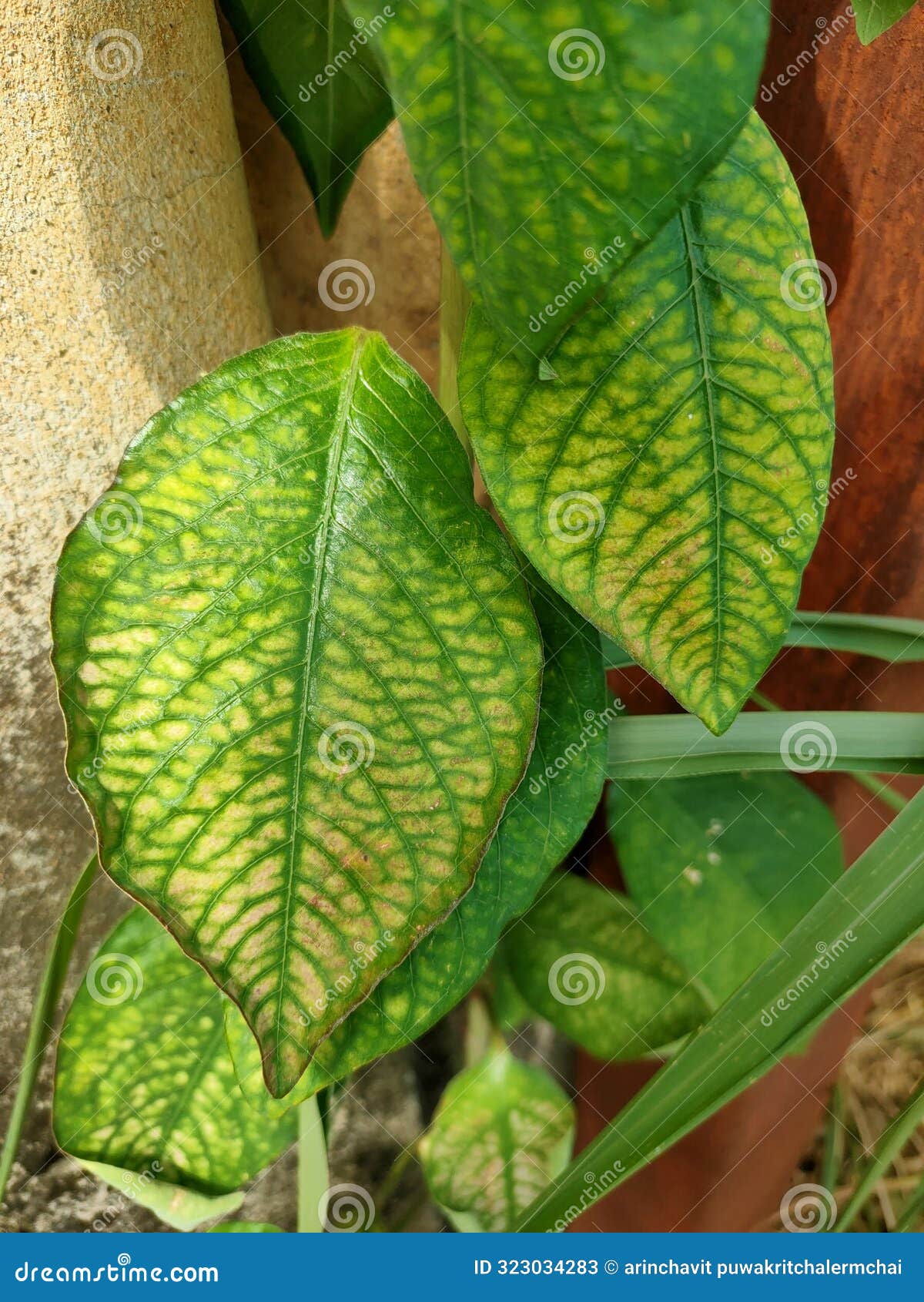 Characteristics of Plant Leaves with Symptoms of Nutrient Deficiency ...