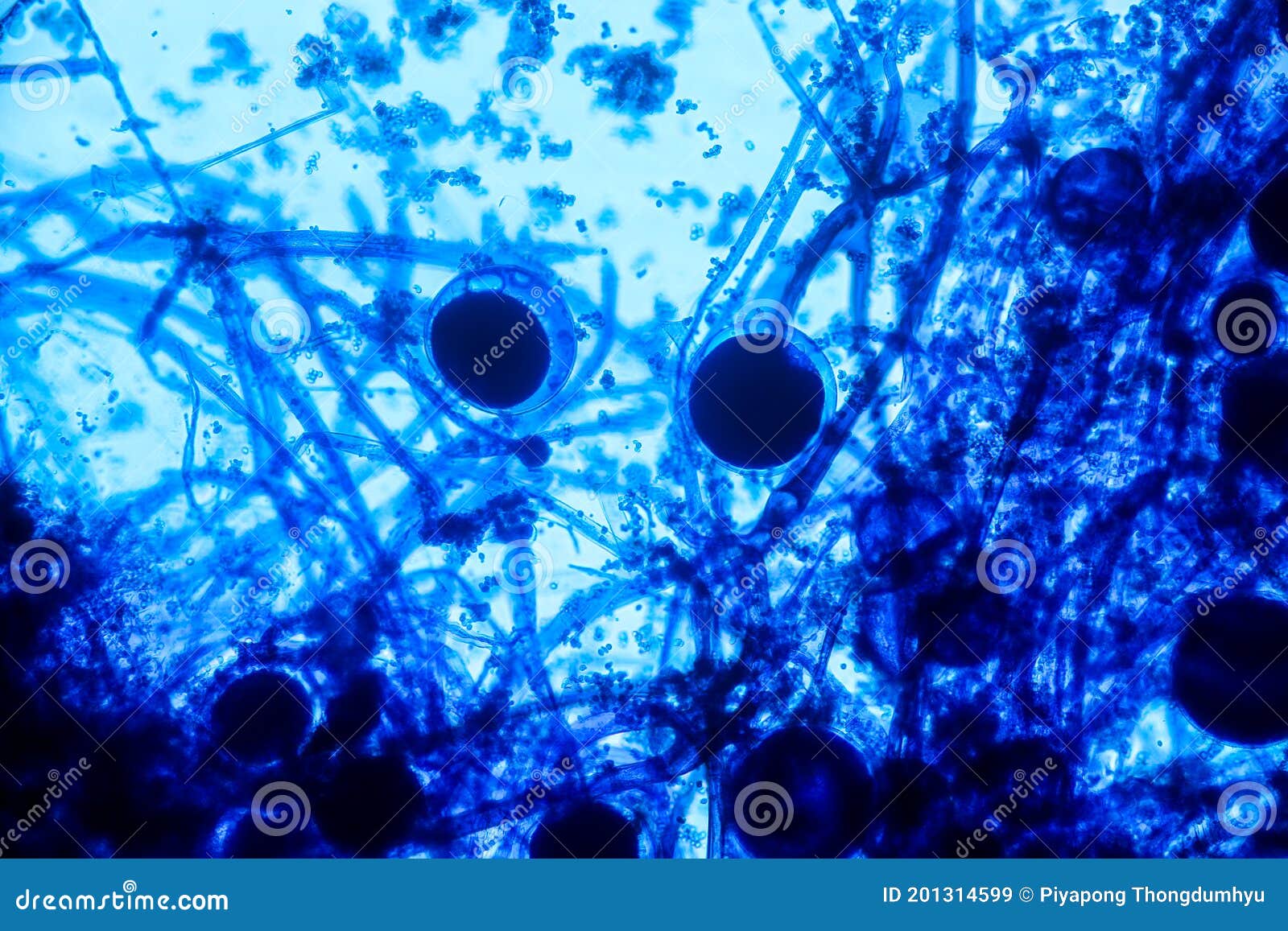 Fungi Cells Under Microscope | My XXX Hot Girl