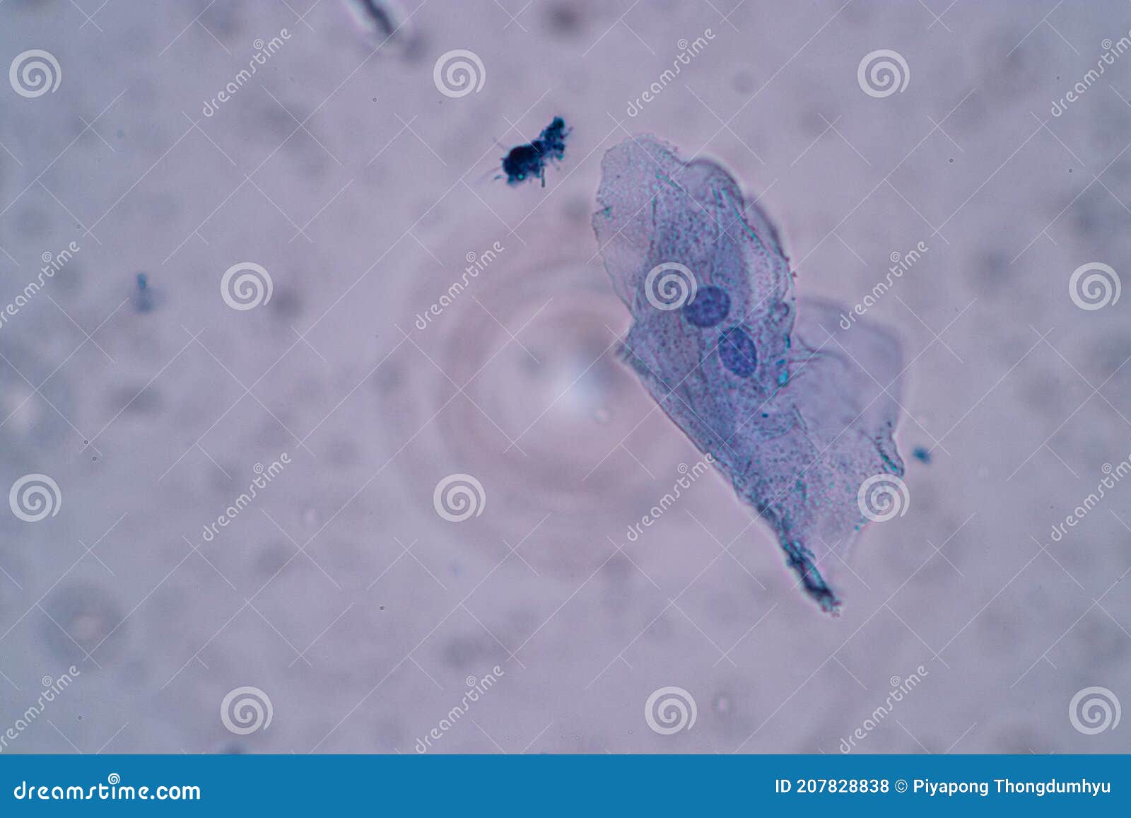 Characteristics of Squamous Epithelial Cell Cell Structure of Human ...