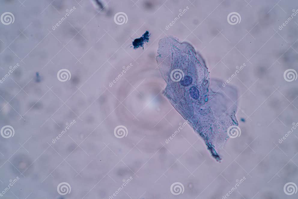 Characteristics of Squamous Epithelial Cell Cell Structure of Human ...