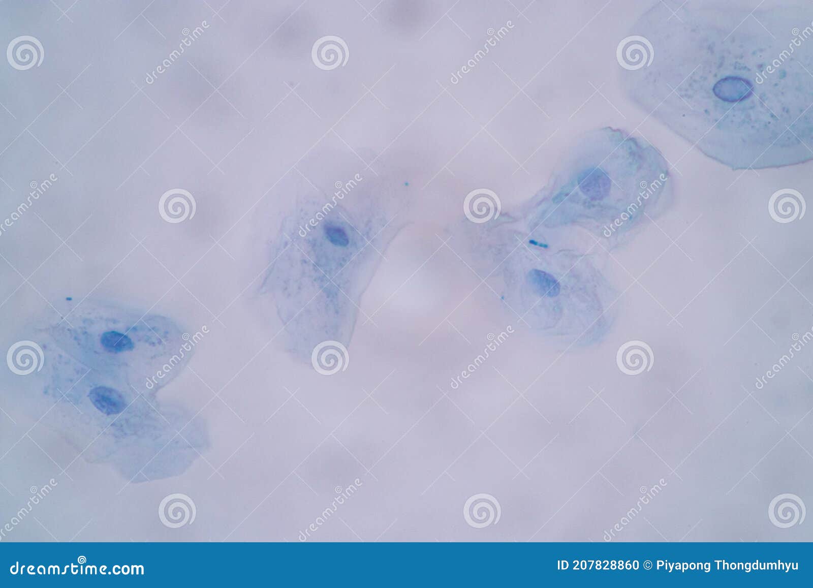 Characteristics Of Squamous Epithelial Cell Cell Structure Of Human ...