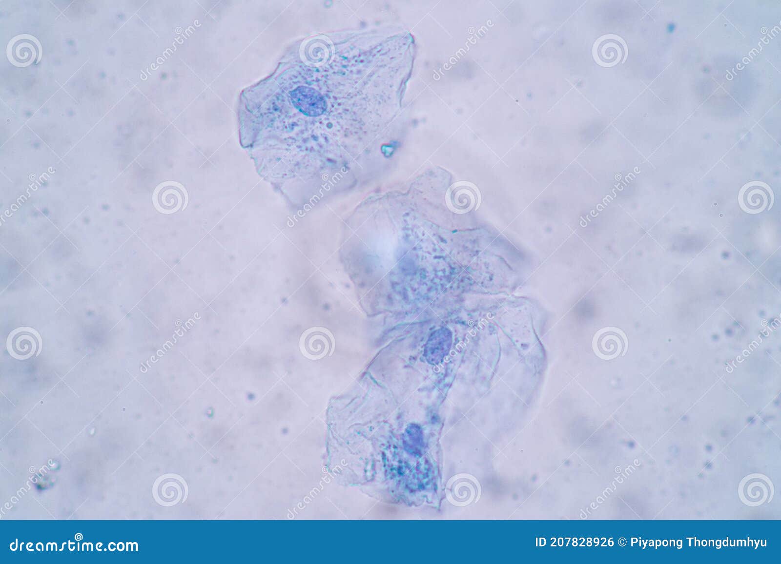 Characteristics Of Squamous Epithelial Cell Cell Structure Of Human ...