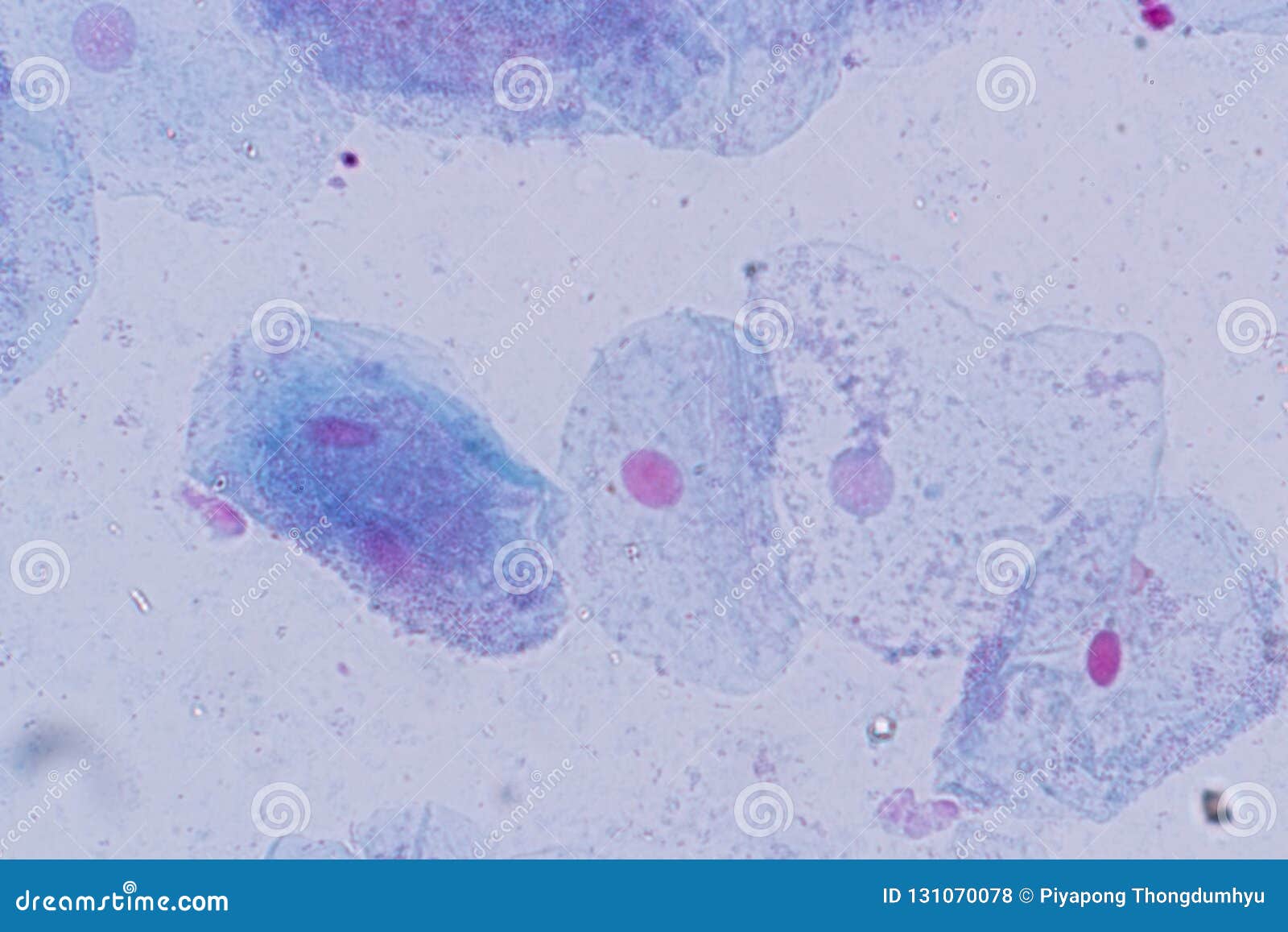 Squamous Epithelial Cell Cell Structure Of Human Under Microscope View ...