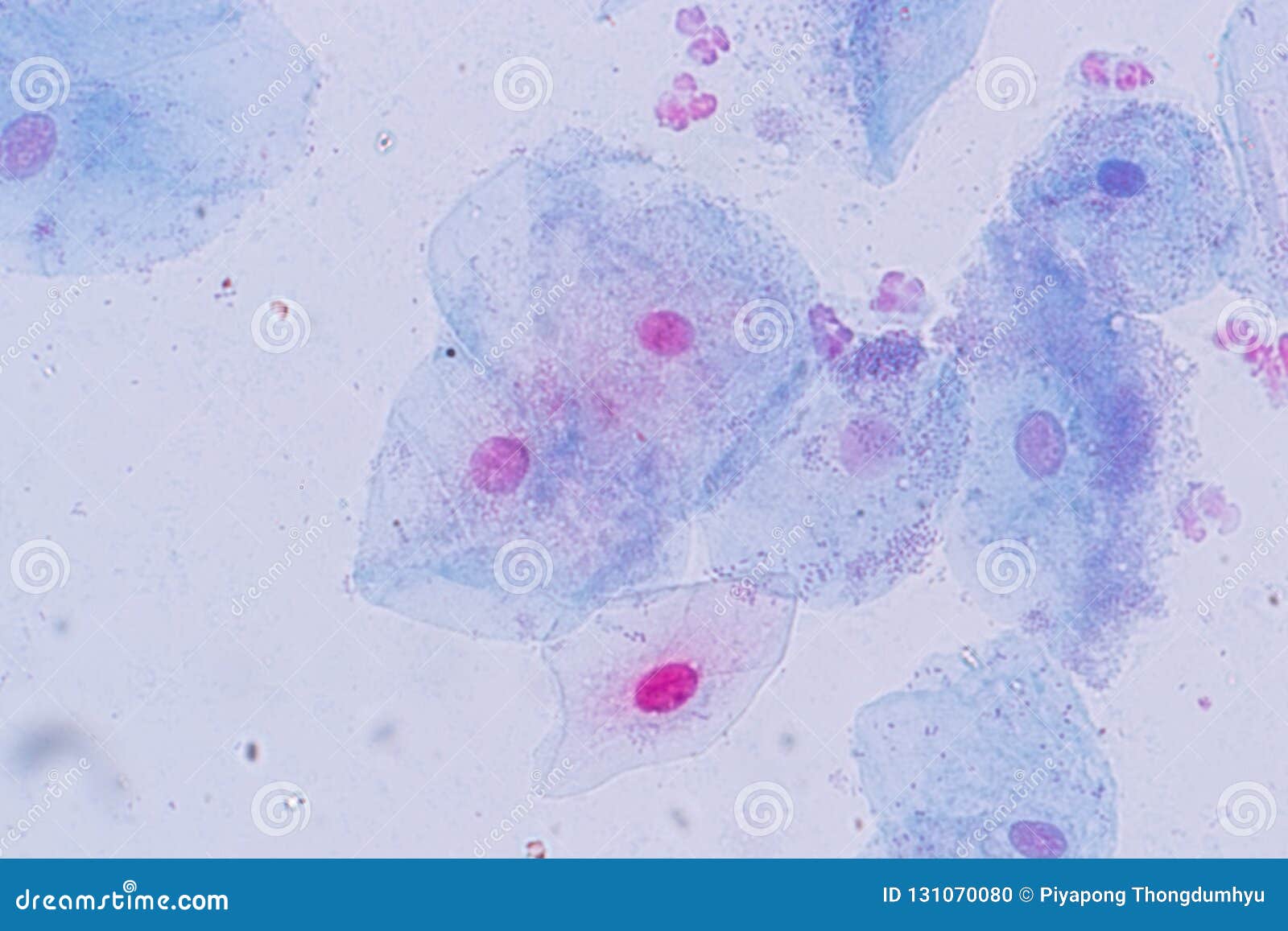 Squamous Epithelial Cell Cell Structure Of Human Under Microscope View ...