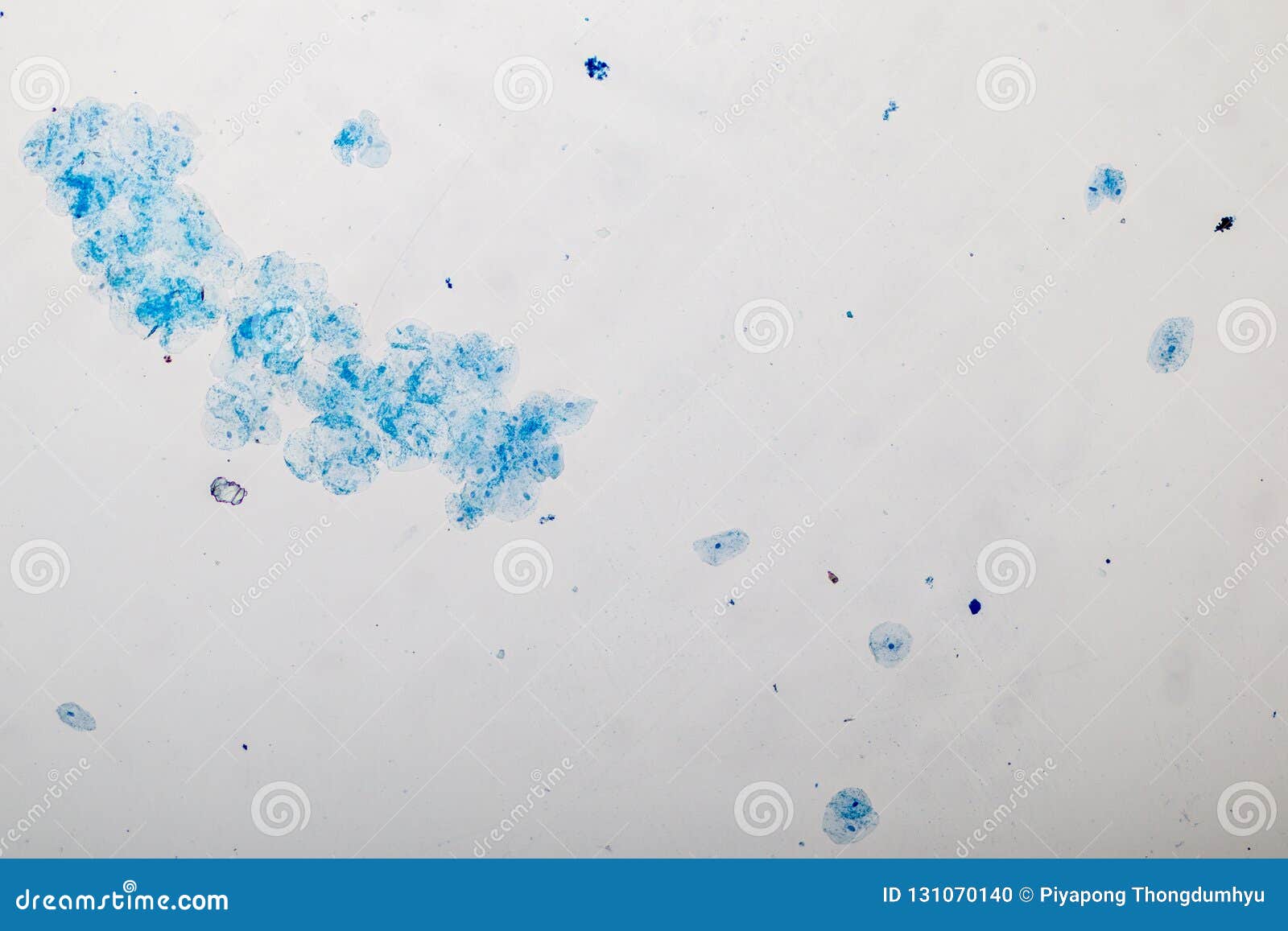 Squamous Epithelial Cell Cell Structure of Human Under Microscope View ...