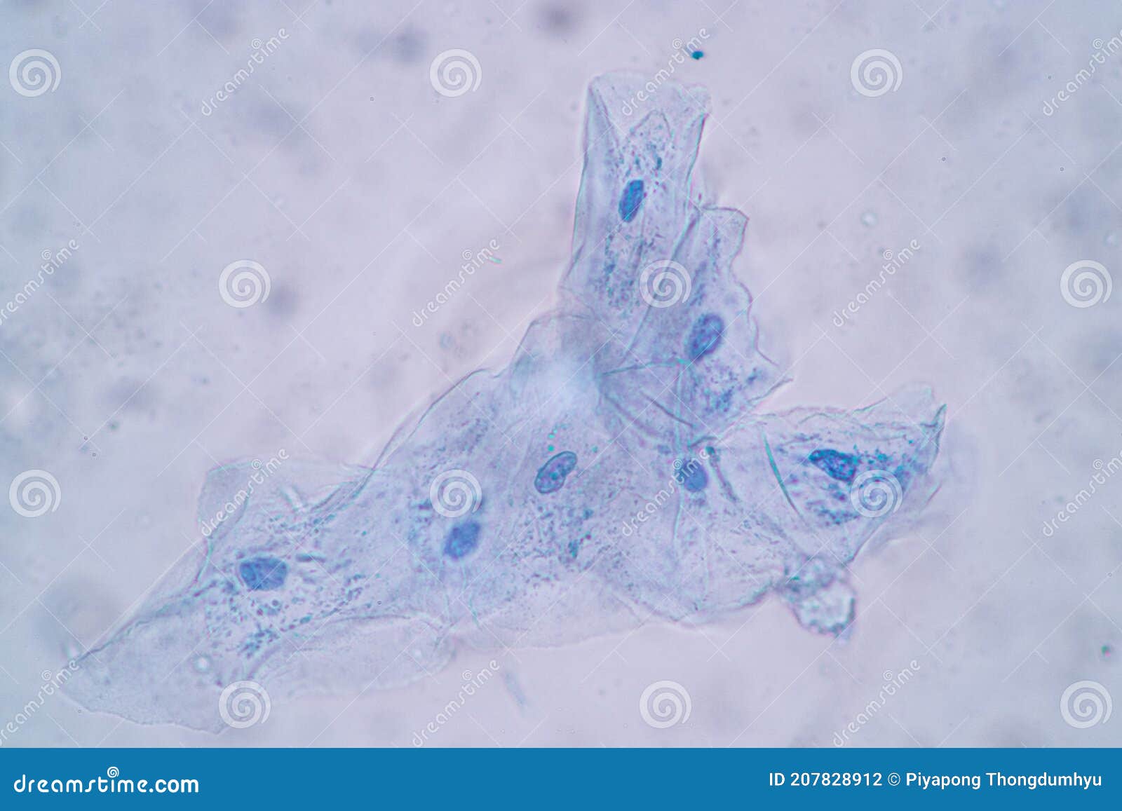 Characteristics Of Squamous Epithelial Cell Cell Structure Of Human ...