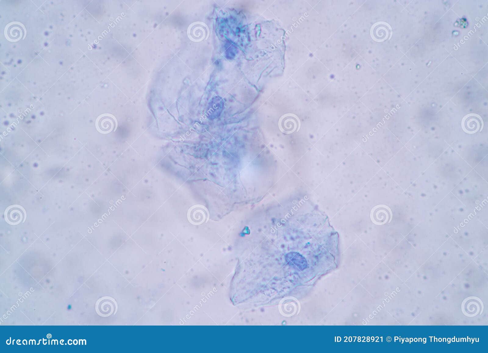 Characteristics of Squamous Epithelial Cell Cell Structure of Human ...