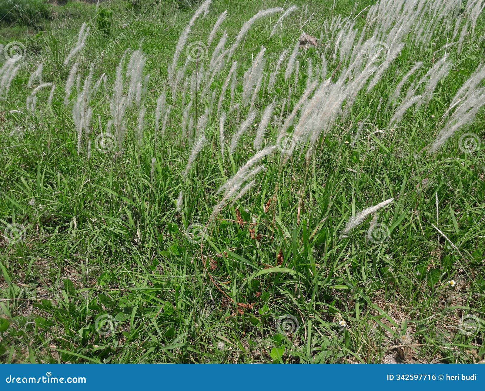 Characteristics of Thatch Grass Stock Photo - Image of light, texture ...