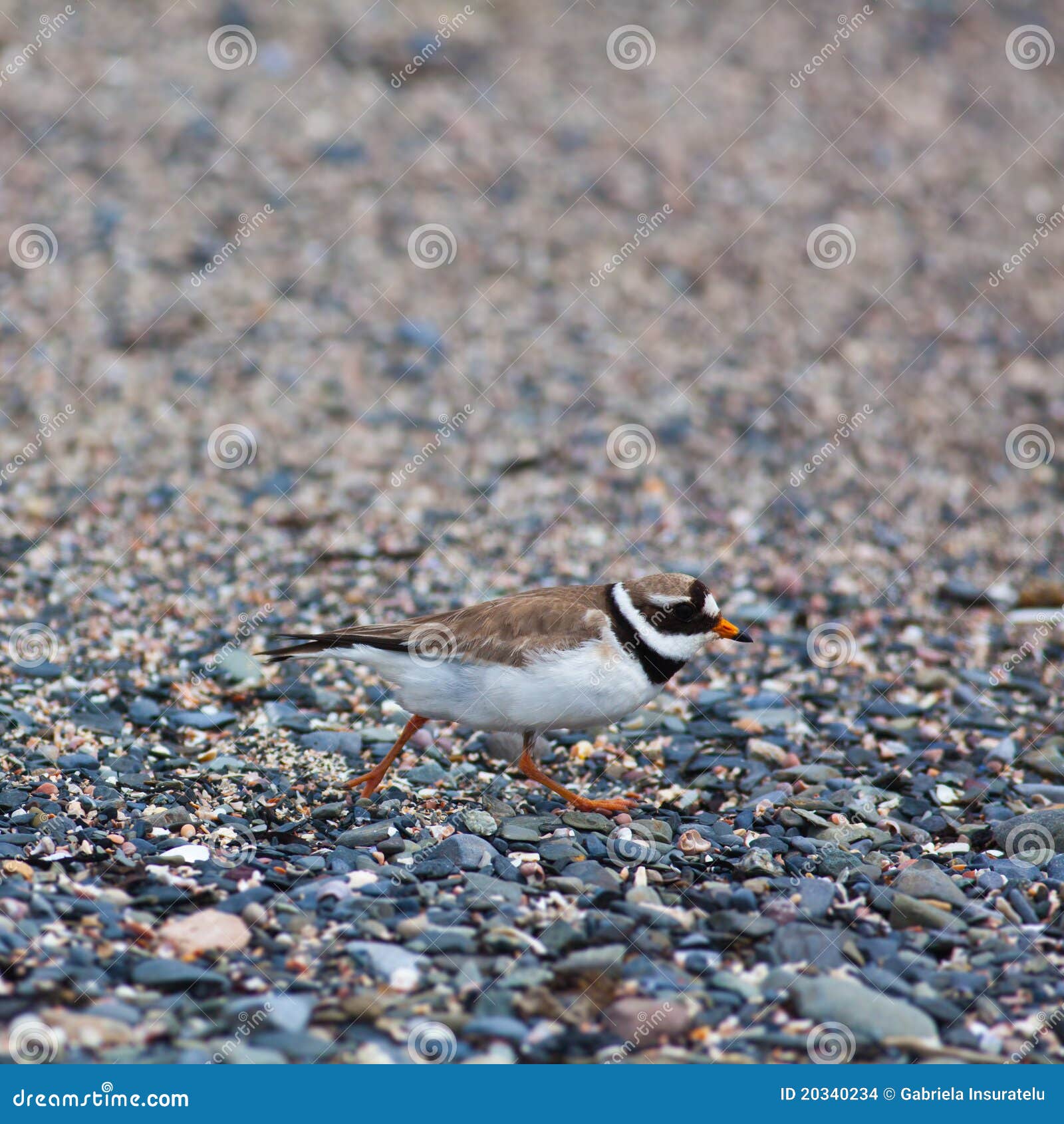 Charadrius hiaticula stock photo. Image of ornithology - 20340234