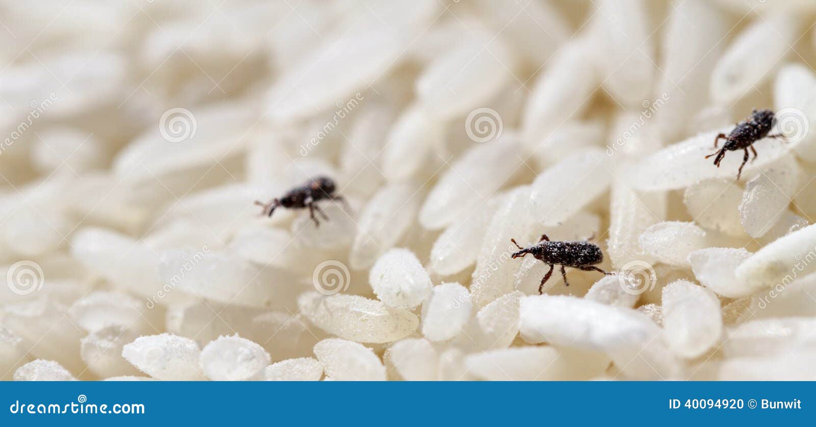 Charançon de riz photo stock. Image du lame, insecte - 40094920