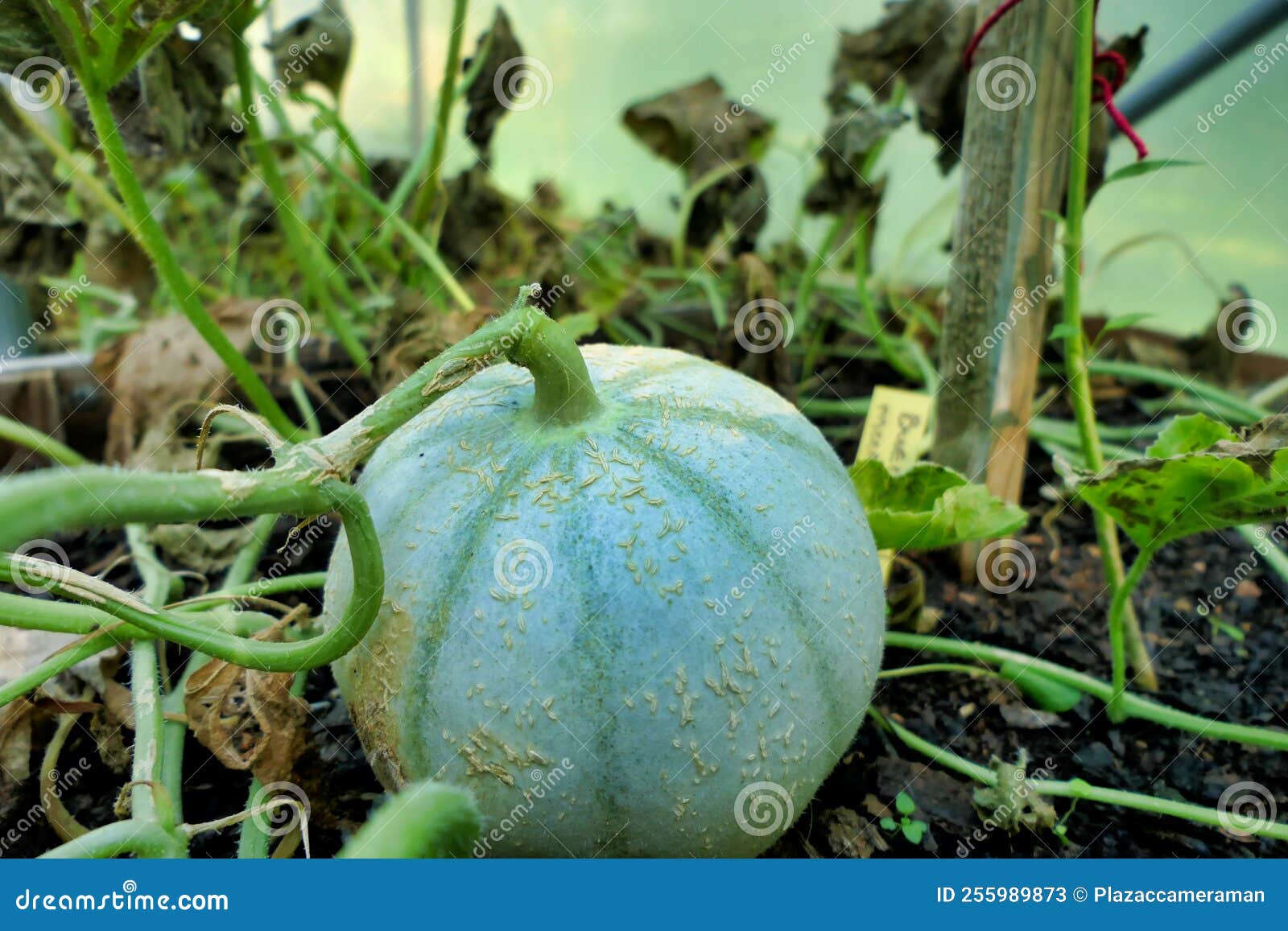 Charentais Melon Bed stock image. Image of juicy, cantaloupe - 255989873