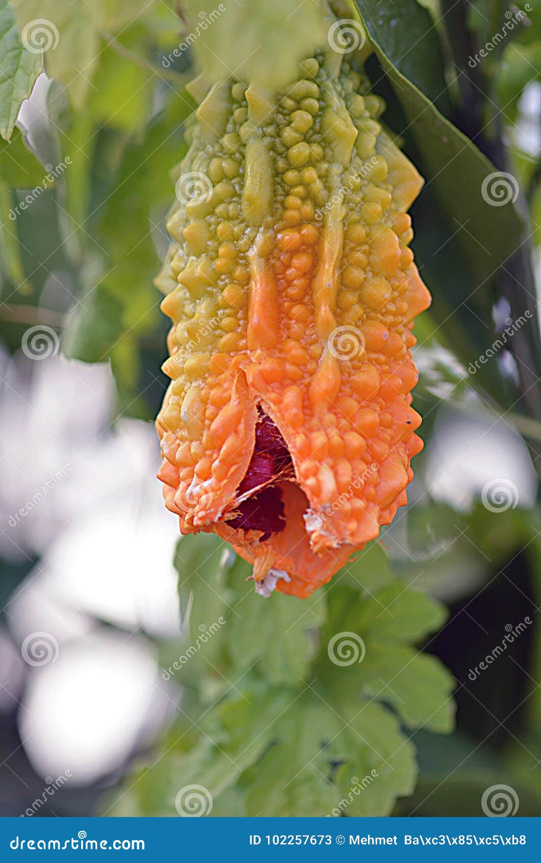 Charantia del Momordica immagine stock. Immagine di balsamo - 102257673