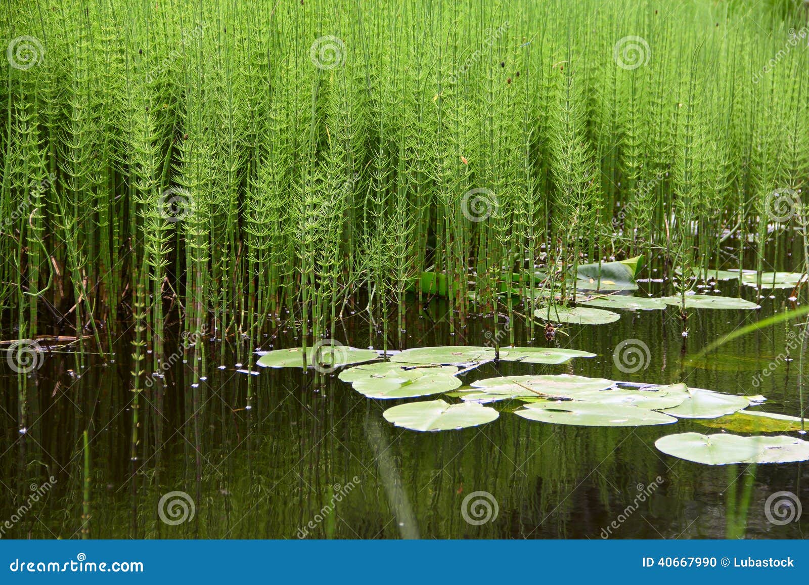 Charca Con Las Plantas De Agua Foto de archivo - Imagen de exuberante ...