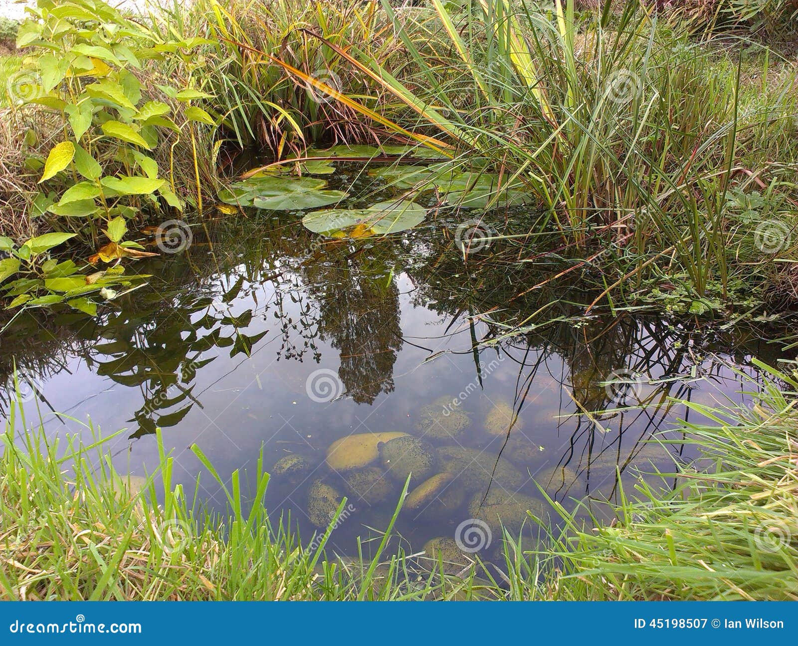 Charca De La Fauna Del Jardín Imagen de archivo - Imagen de plantas ...