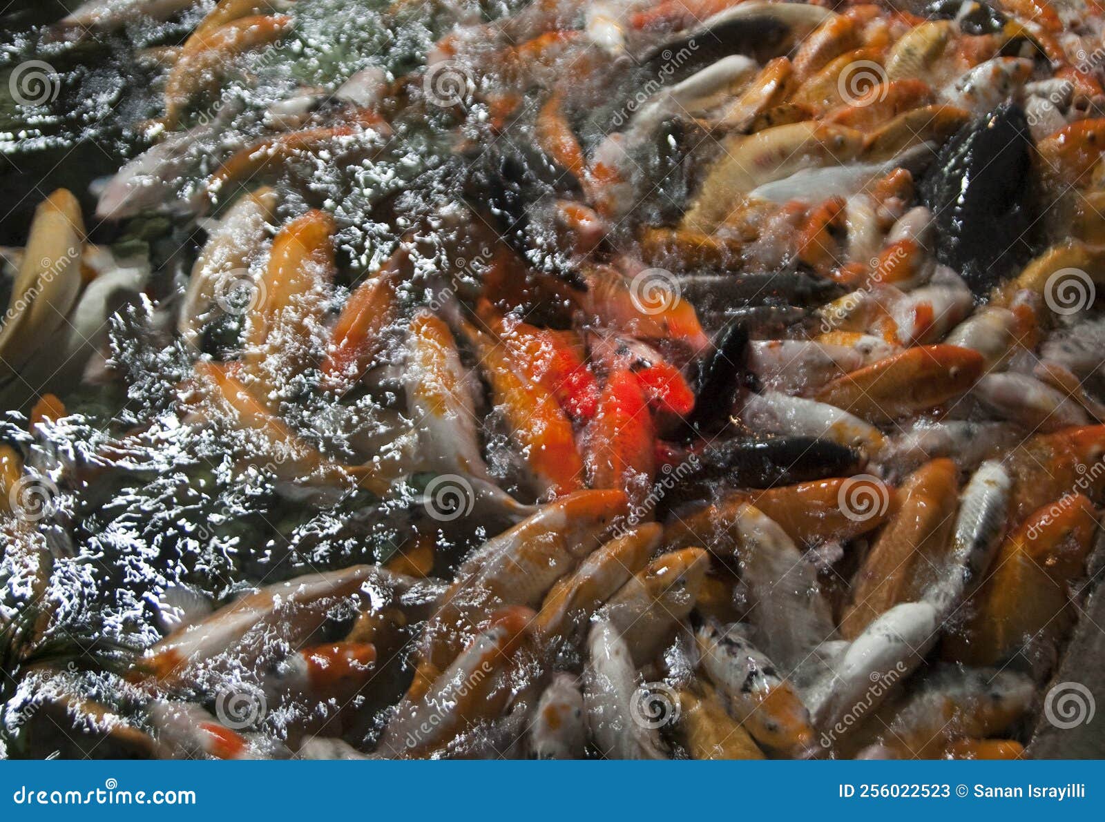 Charca koi imagen de archivo. Imagen de pescados, agua - 256022523