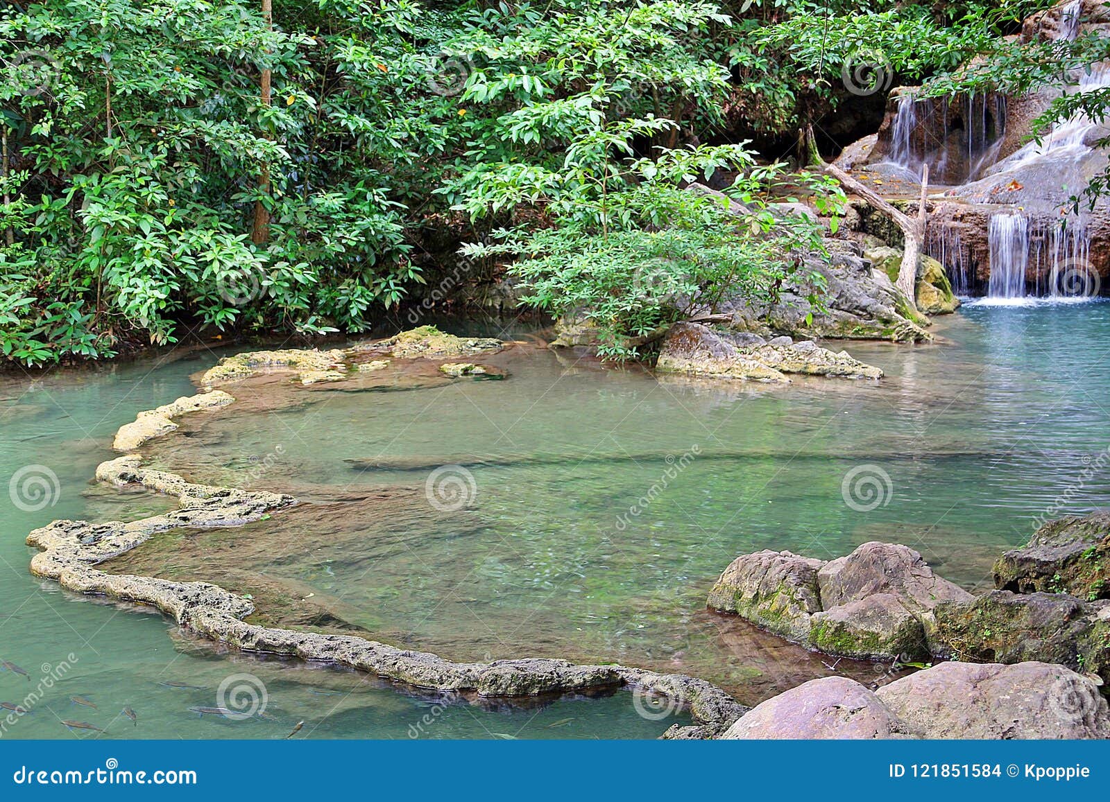 Charcas Naturales En El Bosque Foto de archivo - Imagen de piedra ...