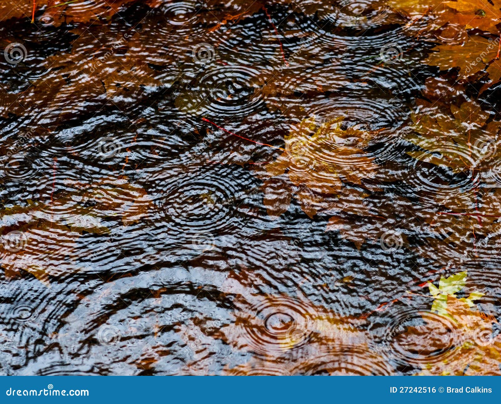 Charco De La Lluvia Del Otoño Foto de archivo - Imagen de extracto ...