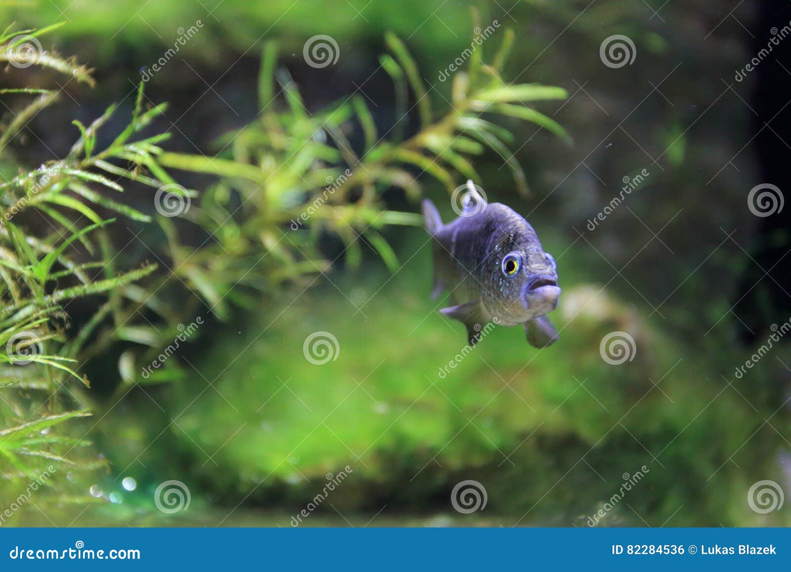 Charco Palma Pupfish Stock Photography | CartoonDealer.com #82284536