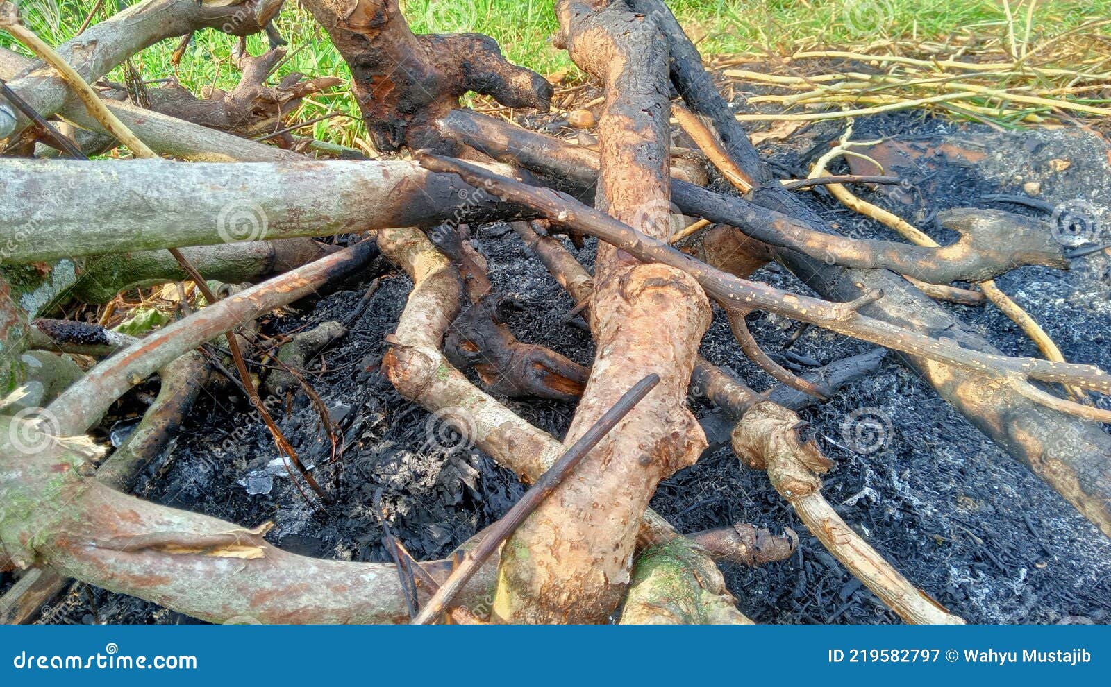 Charcoal from the Burning of Cassava Trees Stock Image - Image of food ...