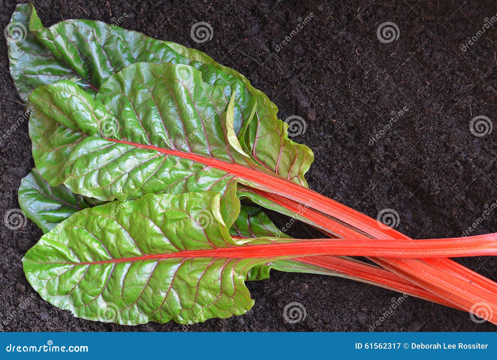 Chard imagem de stock. Imagem de campo, colocado, nutritivo - 61562317