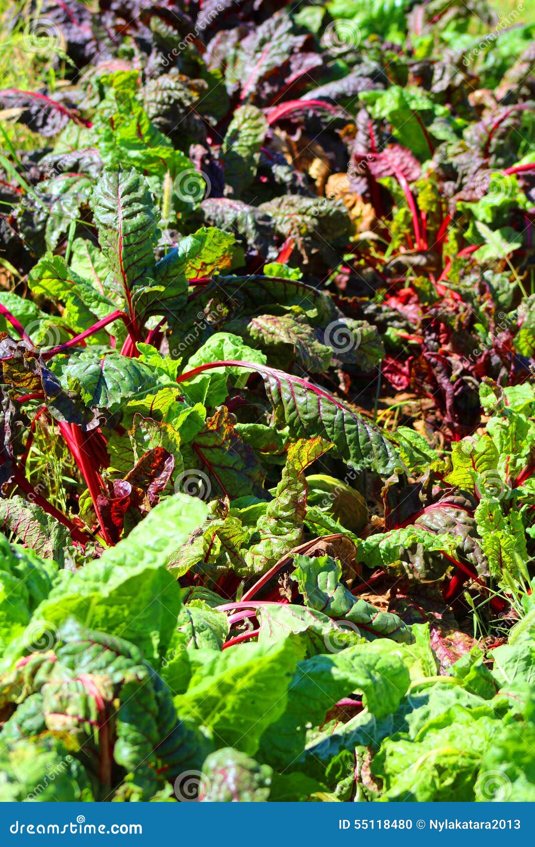 Chard stock photo. Image of leaf, reddish, leafy, nutritious - 55118480