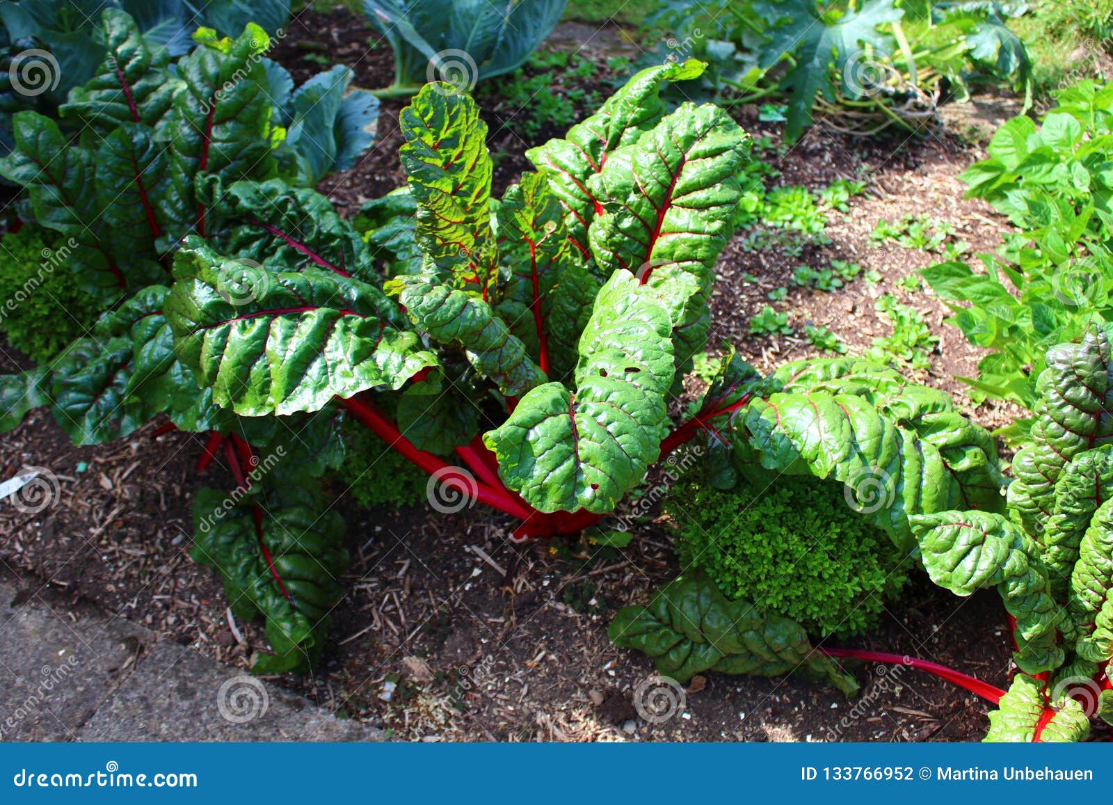 Chard in the garden stock photo. Image of vegetable - 133766952