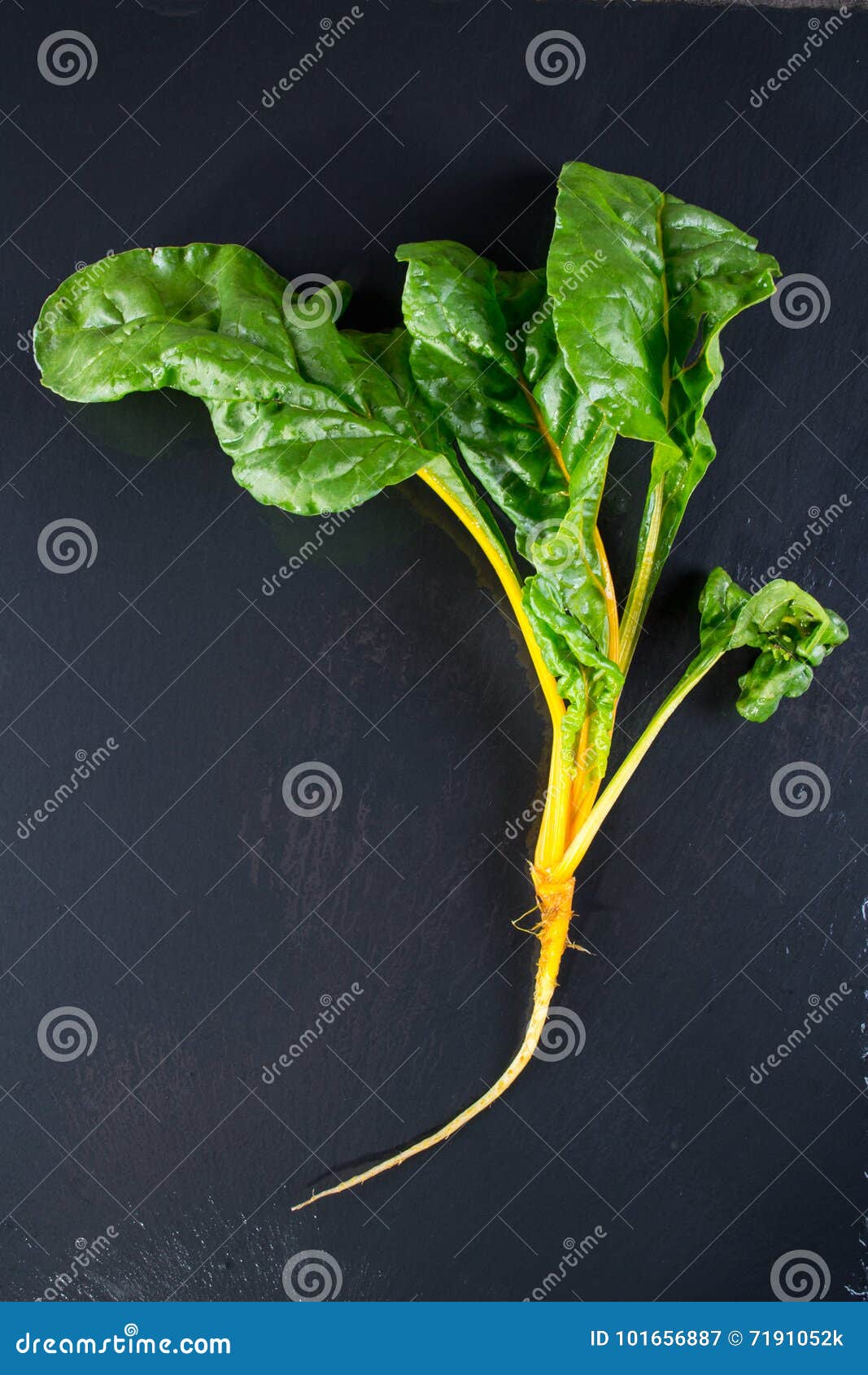 Chard Plant with Roots on Dark Slate Stock Image - Image of natural ...
