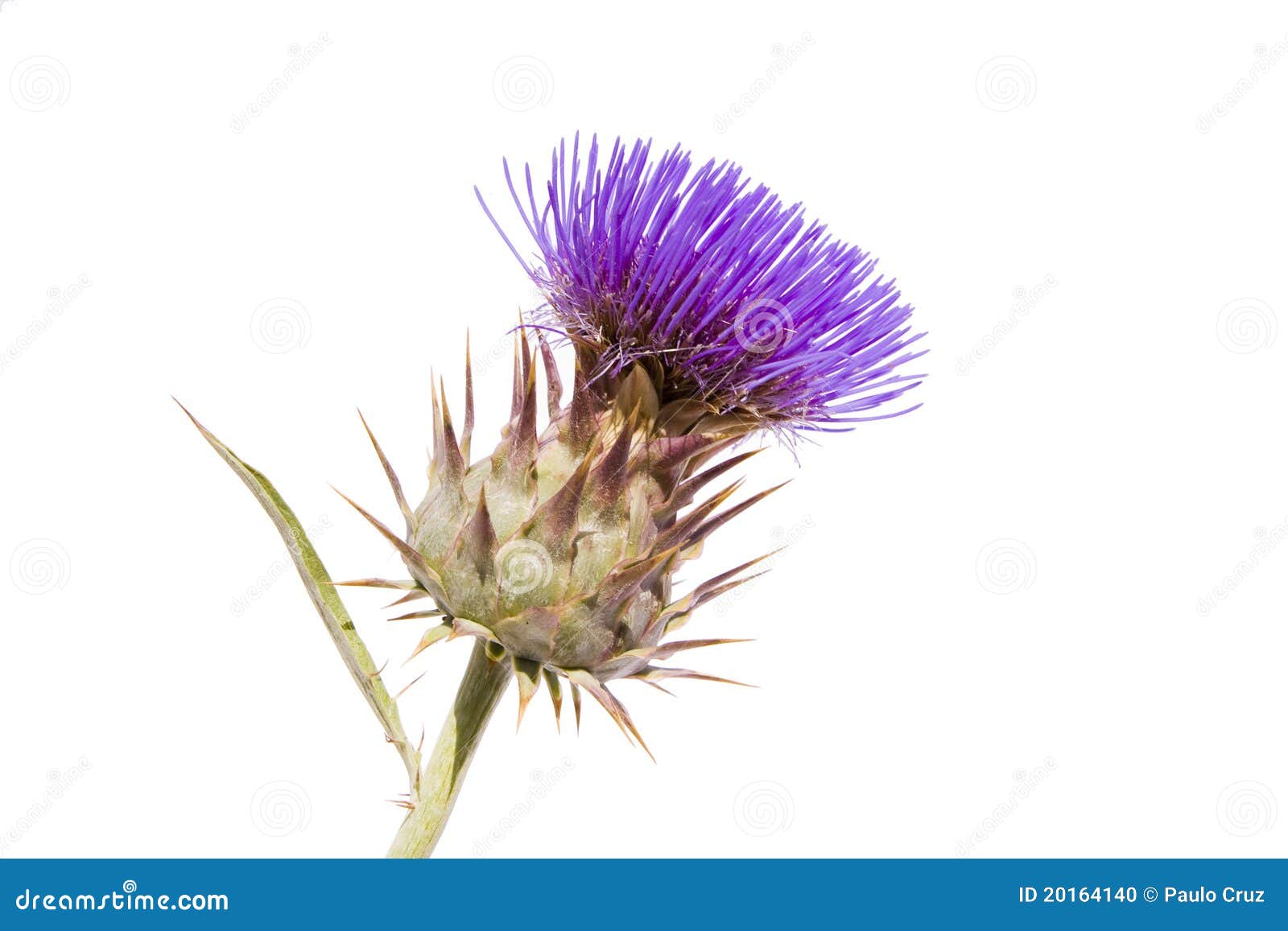 Chardon photo stock. Image du beau, beauté, pays, ecosse - 20164140