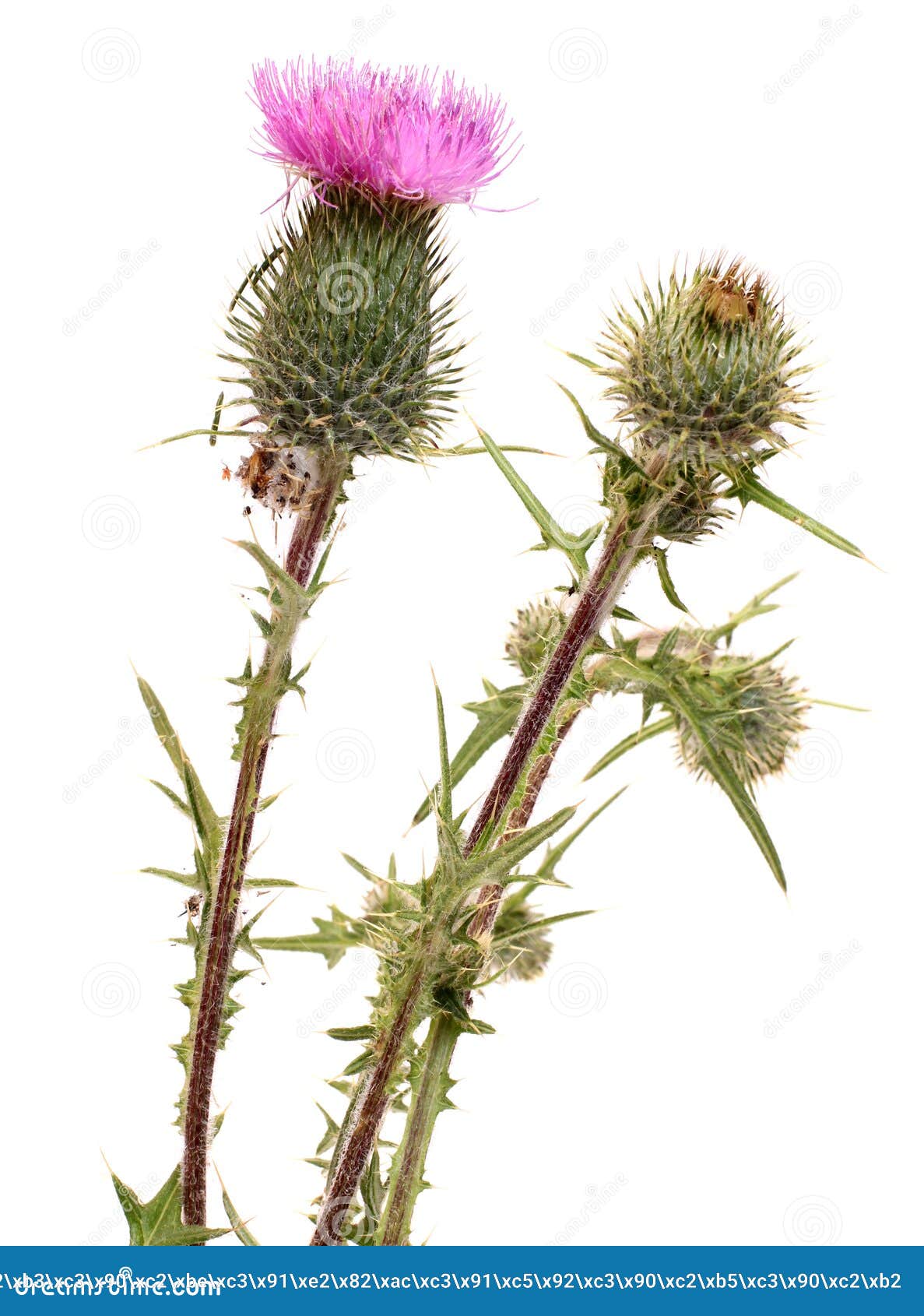 Chardon image stock. Image du fermer, épineux, écossais - 20351077