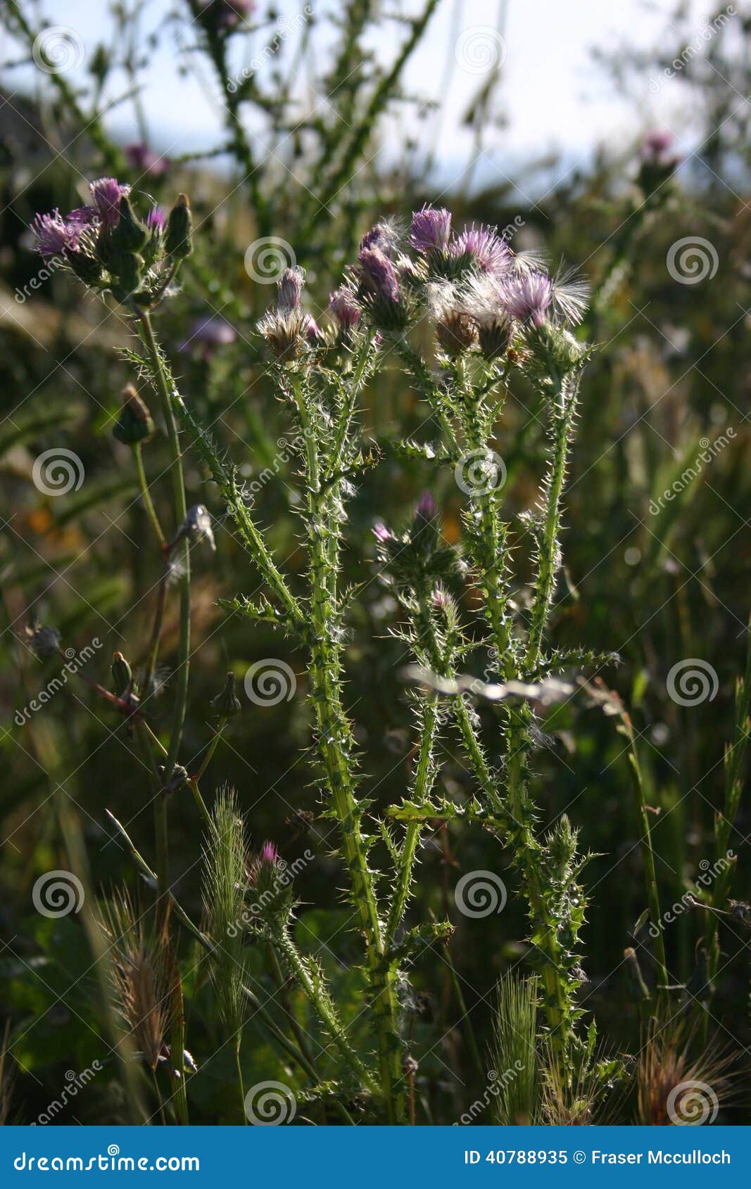 Chardon image stock. Image of ecosse, zone, spiky, chardon - 40788935