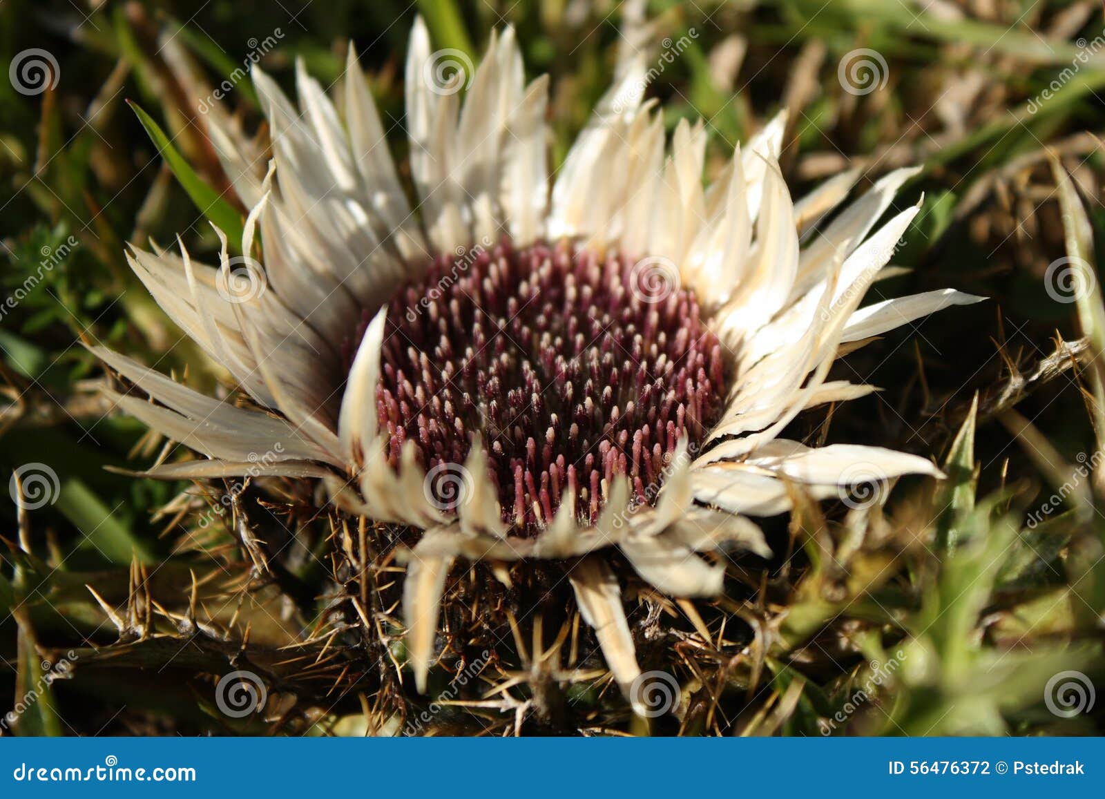 Chardon alpin photo stock. Image du nain, chardon, fleuron - 56476372