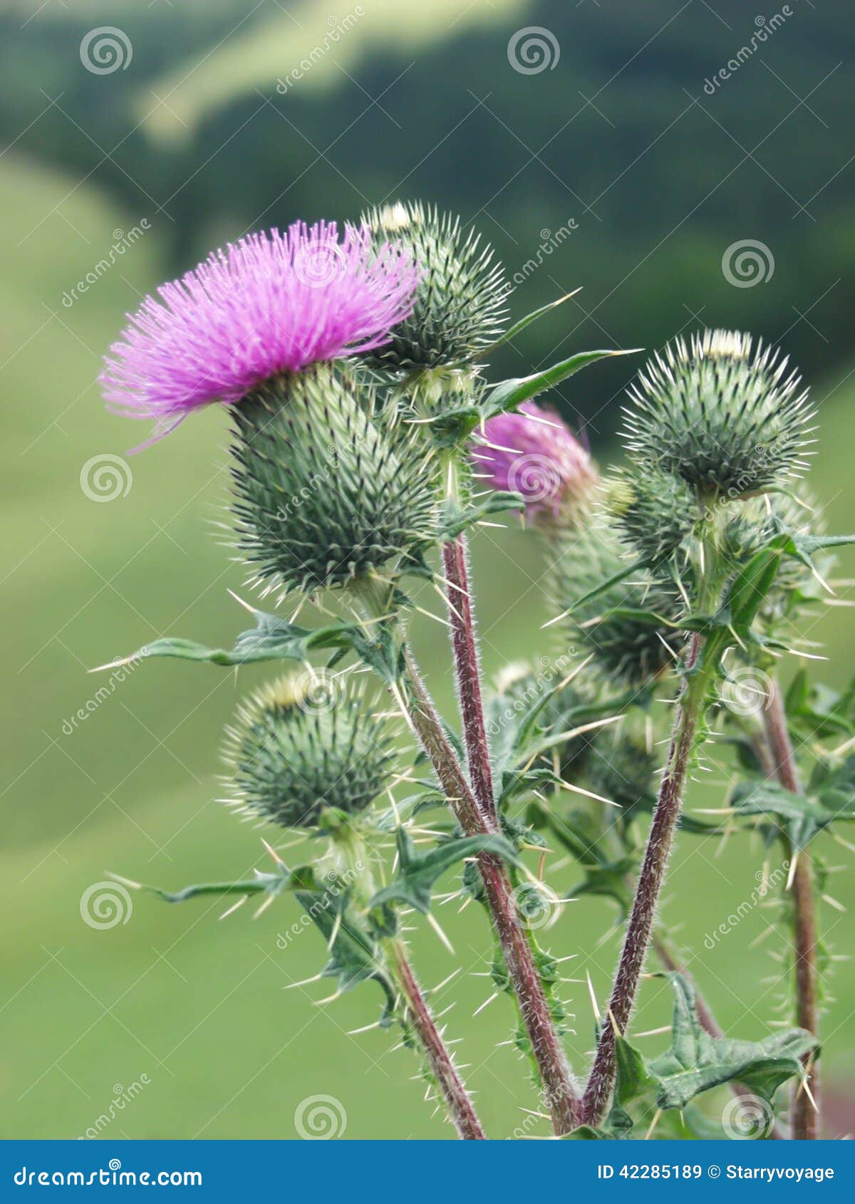 Chardon alpin de montagne image stock. Image of vert - 42285189