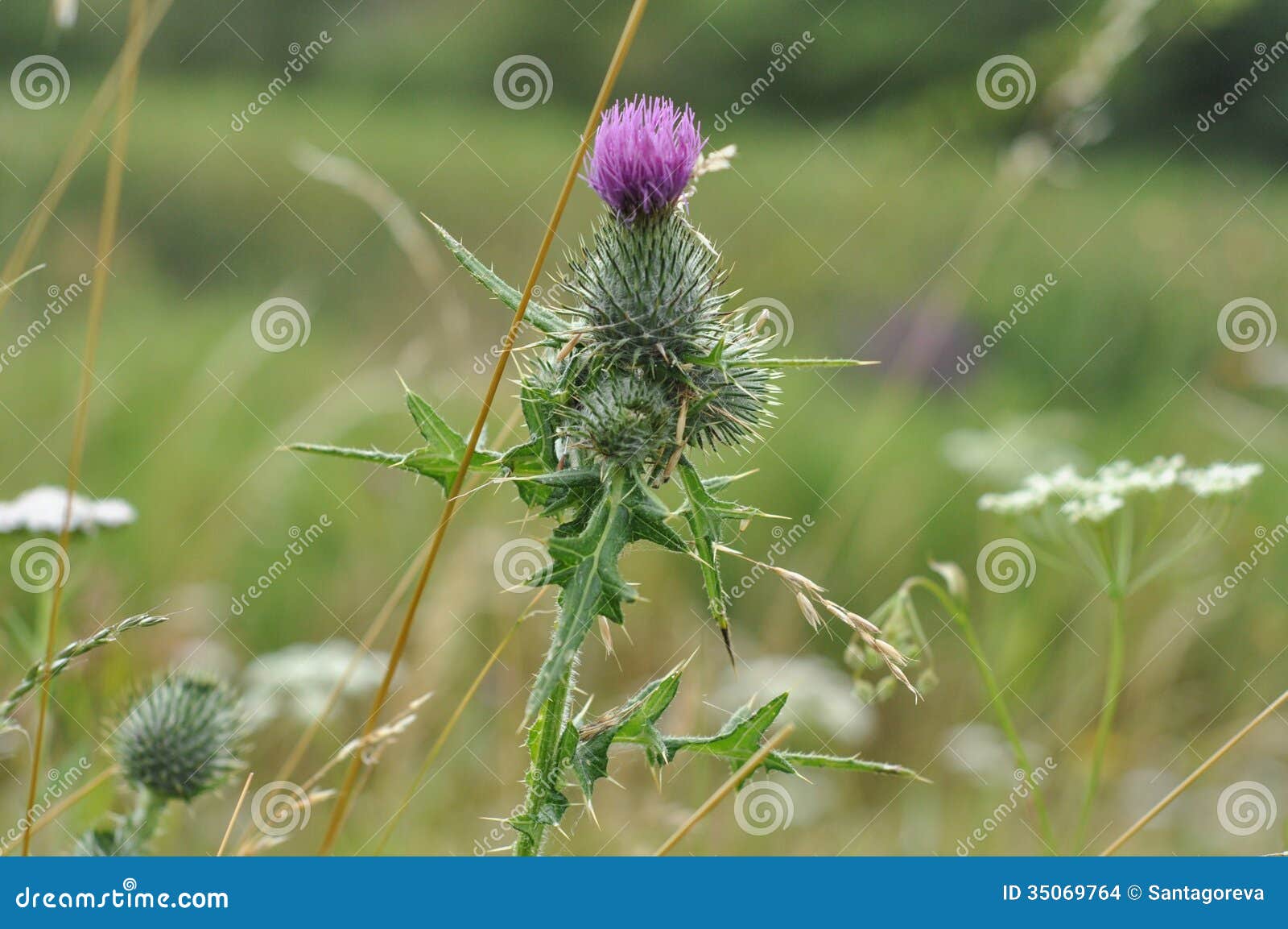 Chardon Anglais Stock Images - 127 Photos