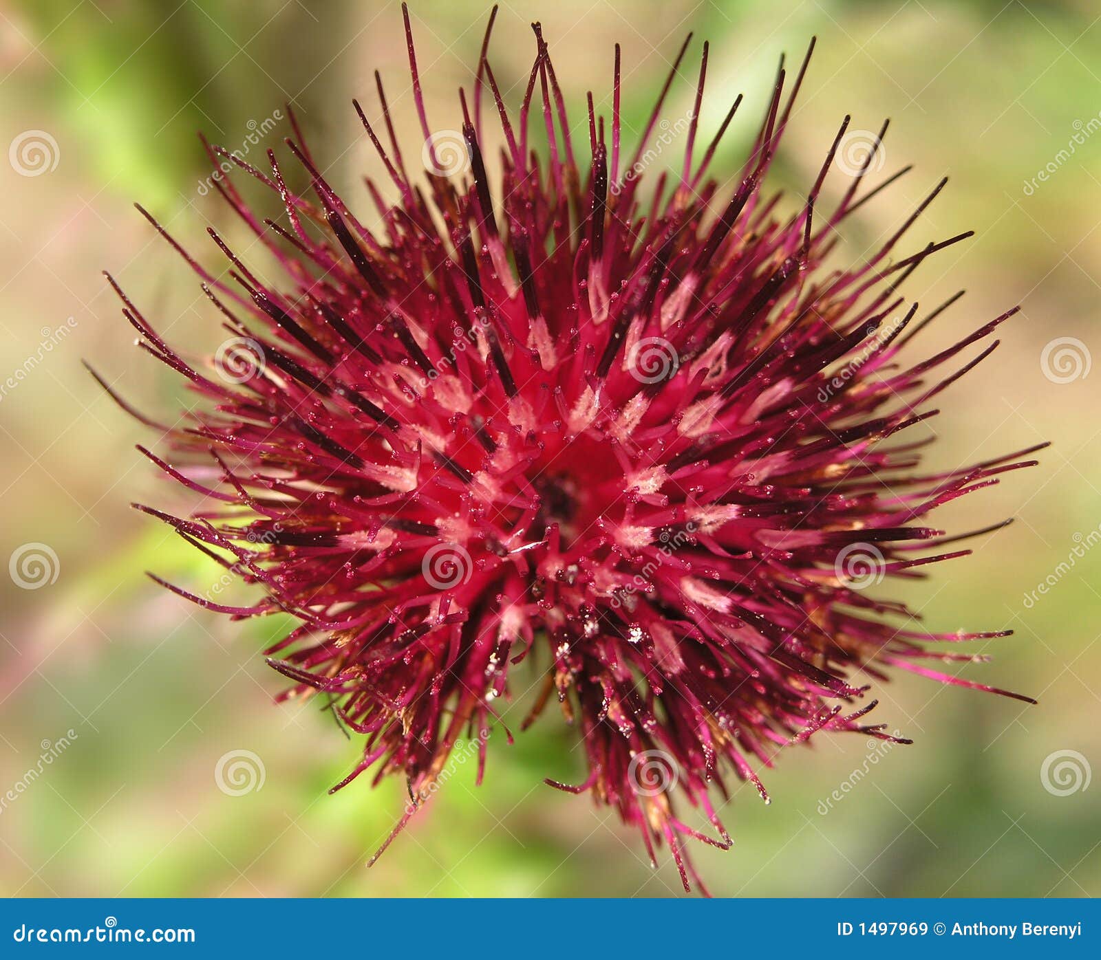 Chardon rouge image stock. Image du rouge, pré, vert, floral - 1497969