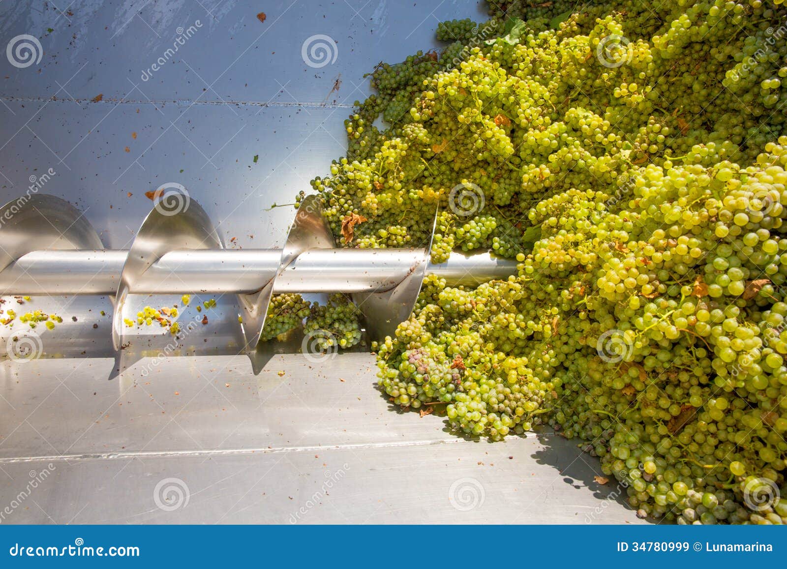 Chardonnay Corkscrew Crusher Destemmer in Winemaking Stock Image ...