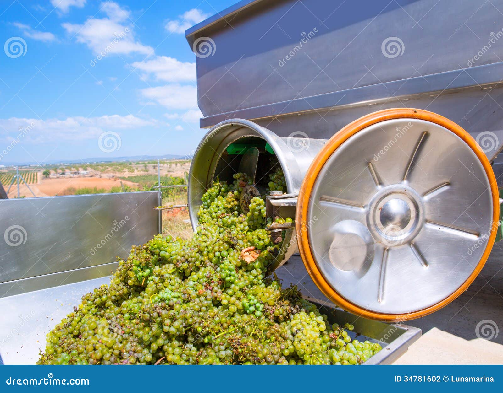 Chardonnay Corkscrew Crusher Destemmer in Winemaking Stock Photo ...