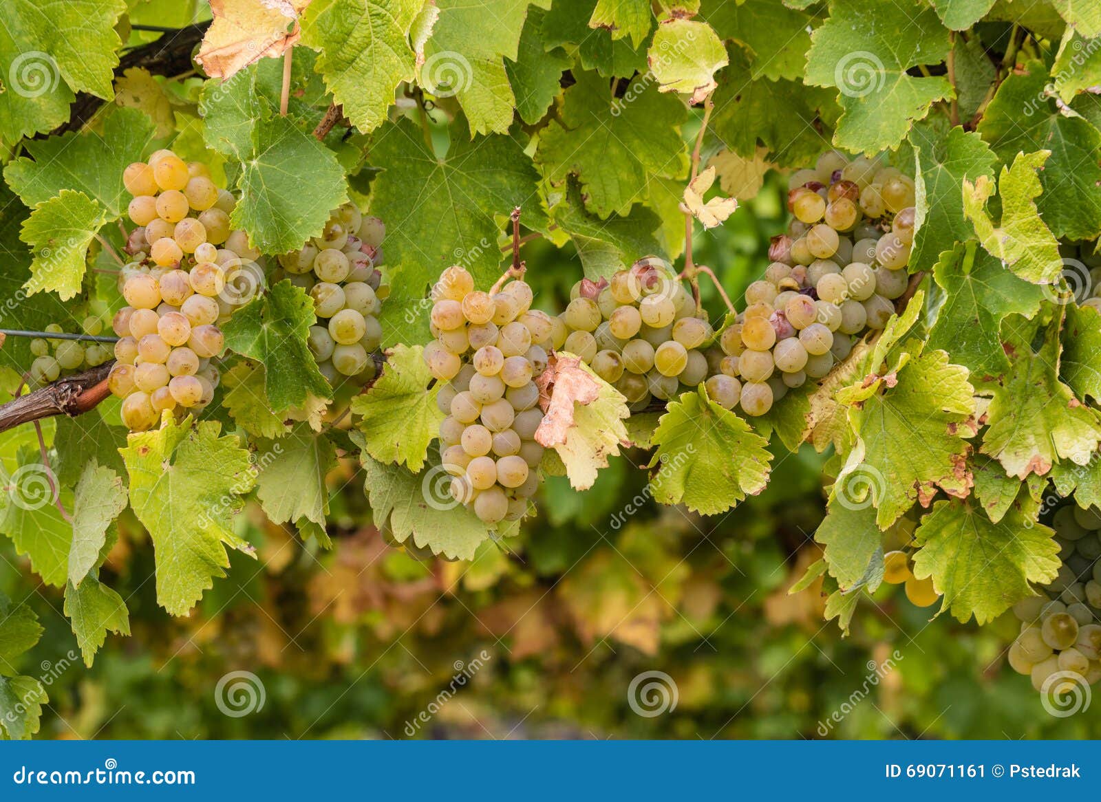 Chardonnay Druiven Op Wijnstok Stock Afbeelding - Image of druif ...