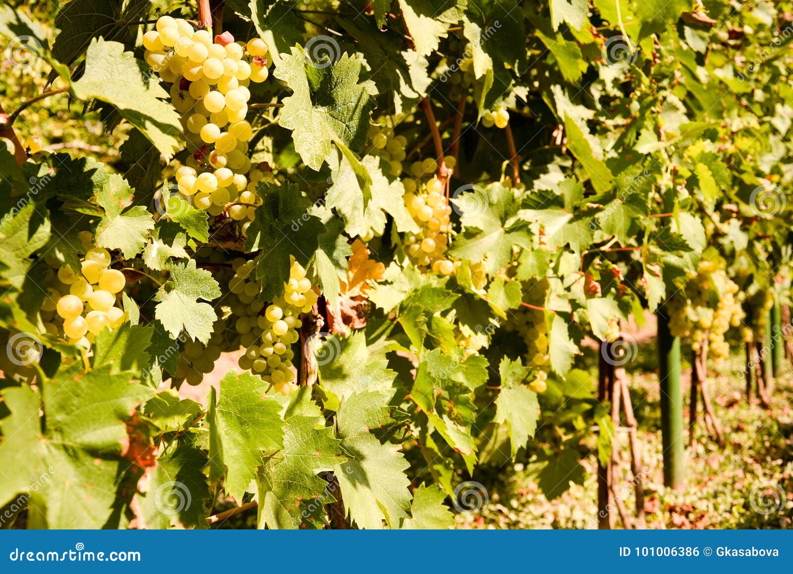 Chardonnay druva arkivfoto. Bild av livstid, frukt, varmt - 101006386