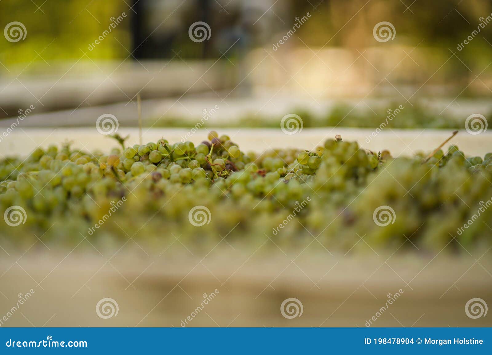 Chardonnay Grapes Awaiting Processing in Bins Stock Photo - Image of ...
