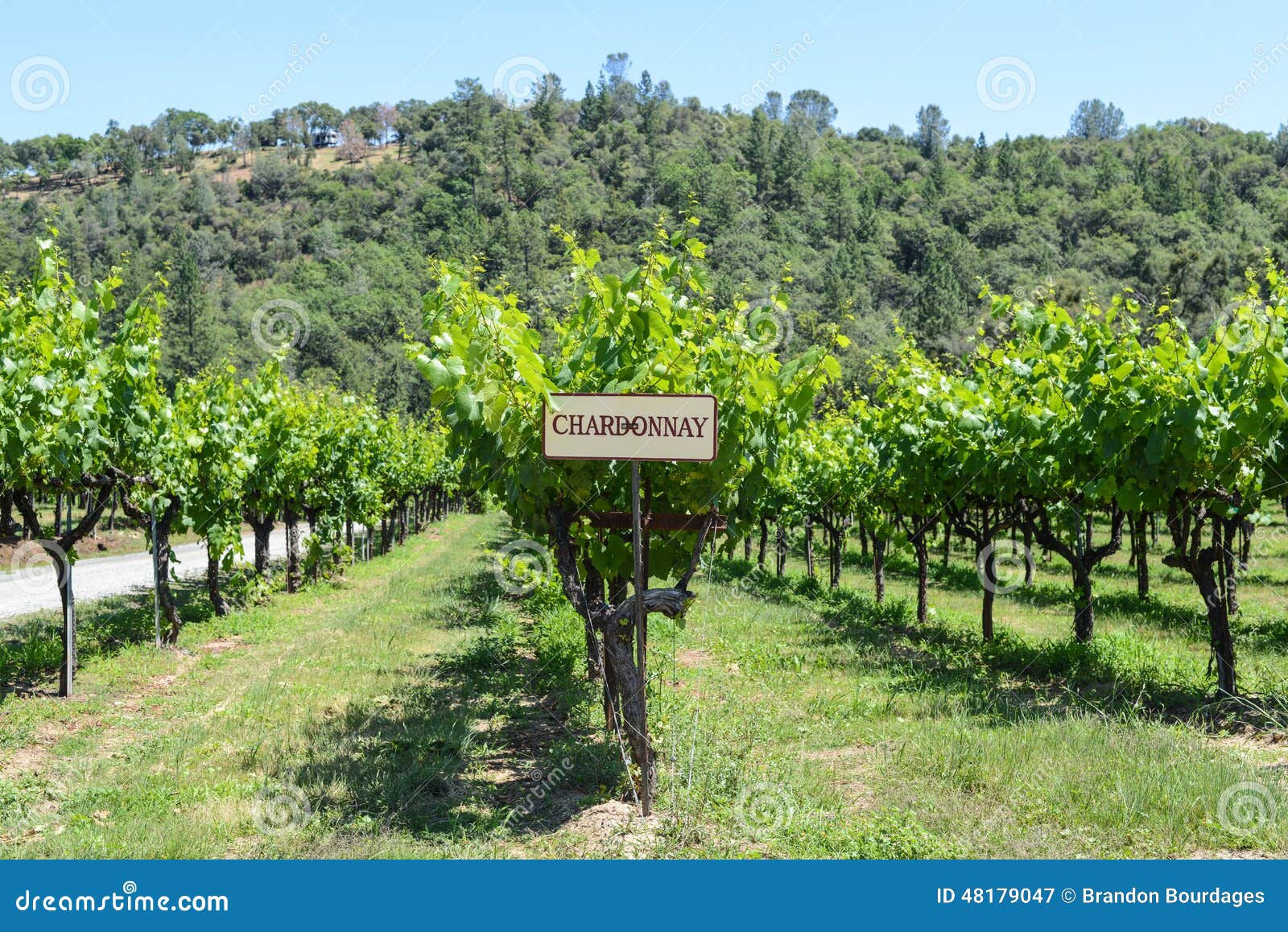 Chardonnay Grapes Sign stock image. Image of growing - 48179047